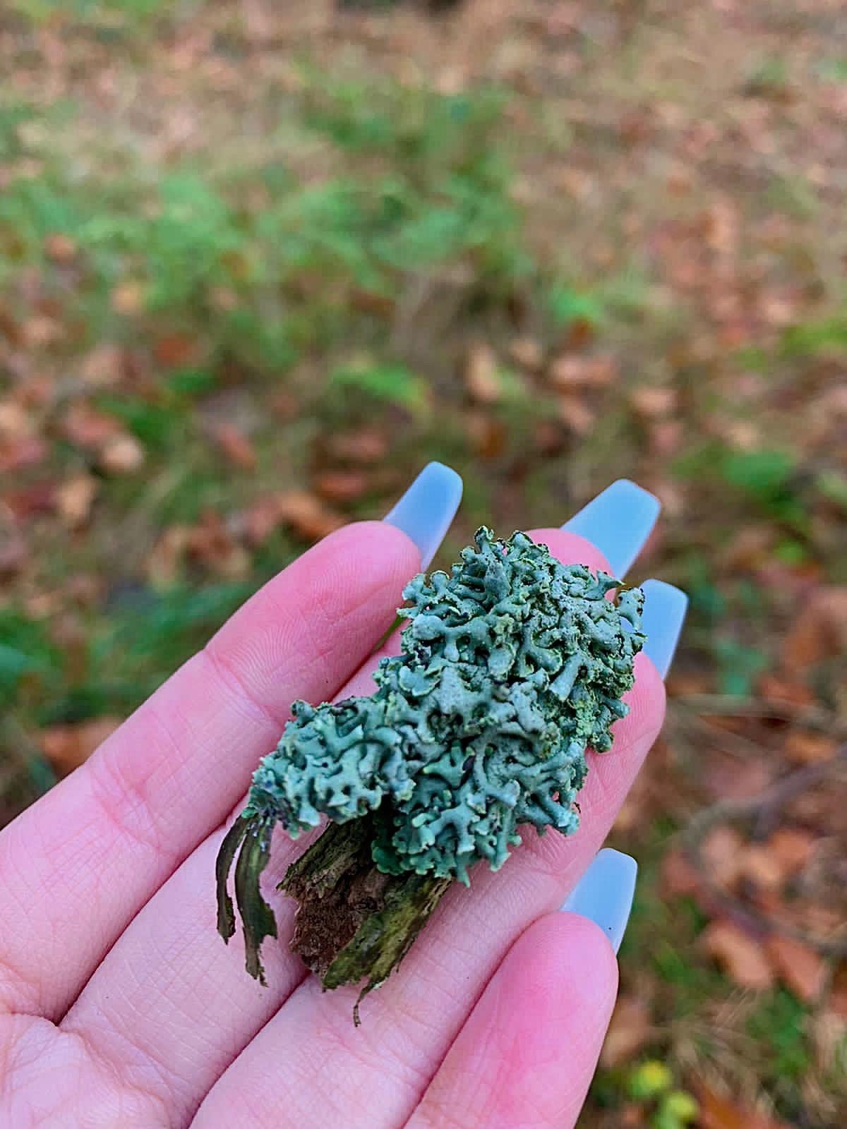 Tube lichen - my favourite recent find | Scrolller