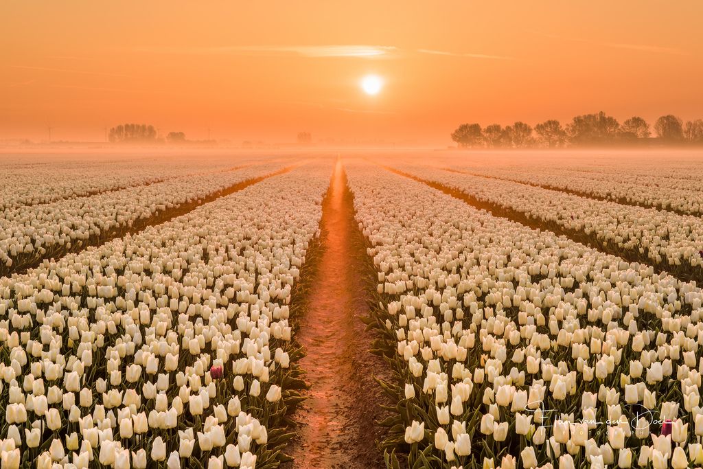 Tulip Sunrise. Holland. | Scrolller
