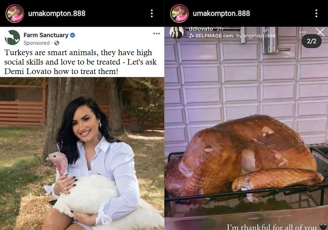 turkeys! | Scrolller