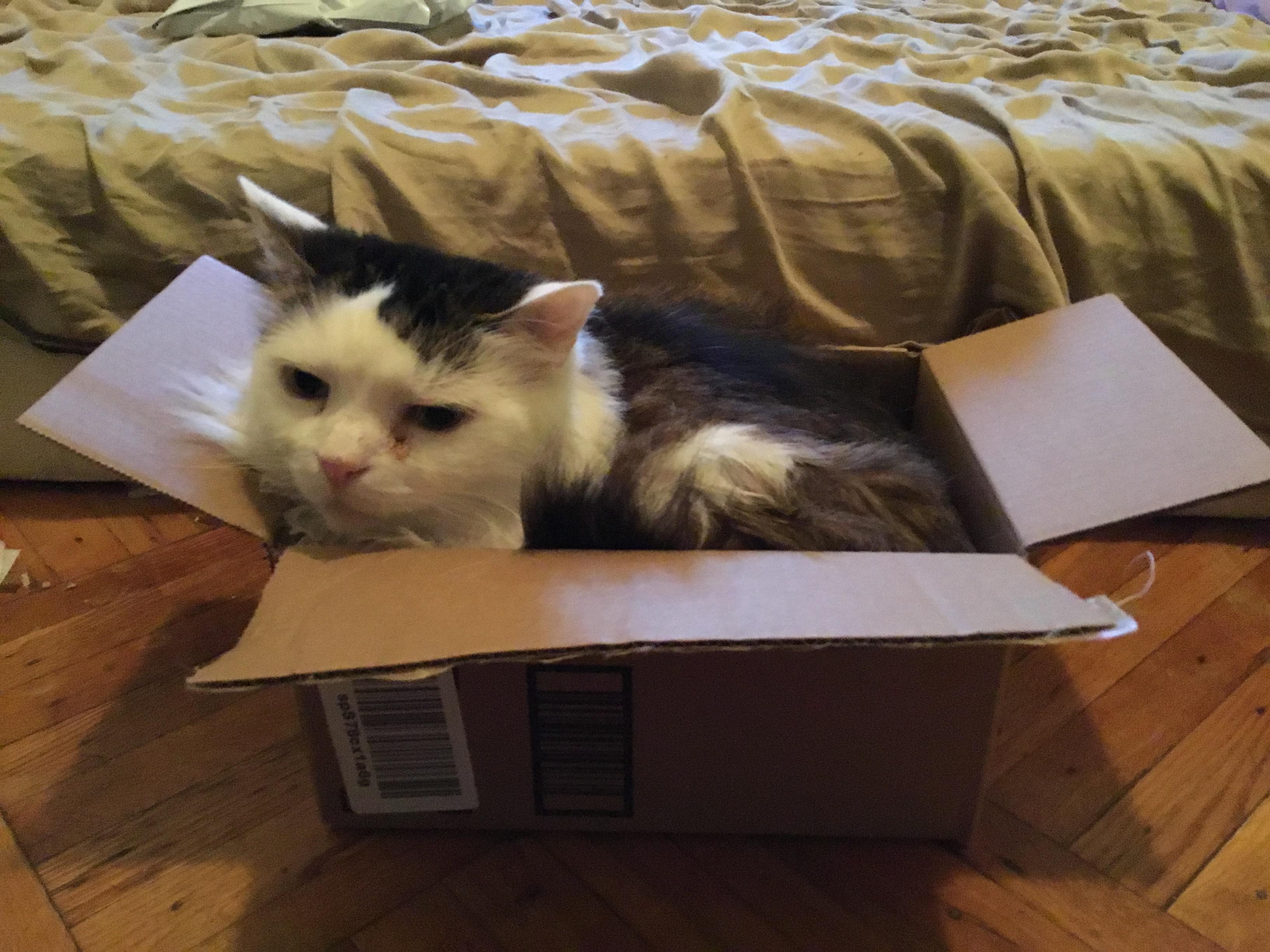 Turkish Angora in Tiny Box | Scrolller