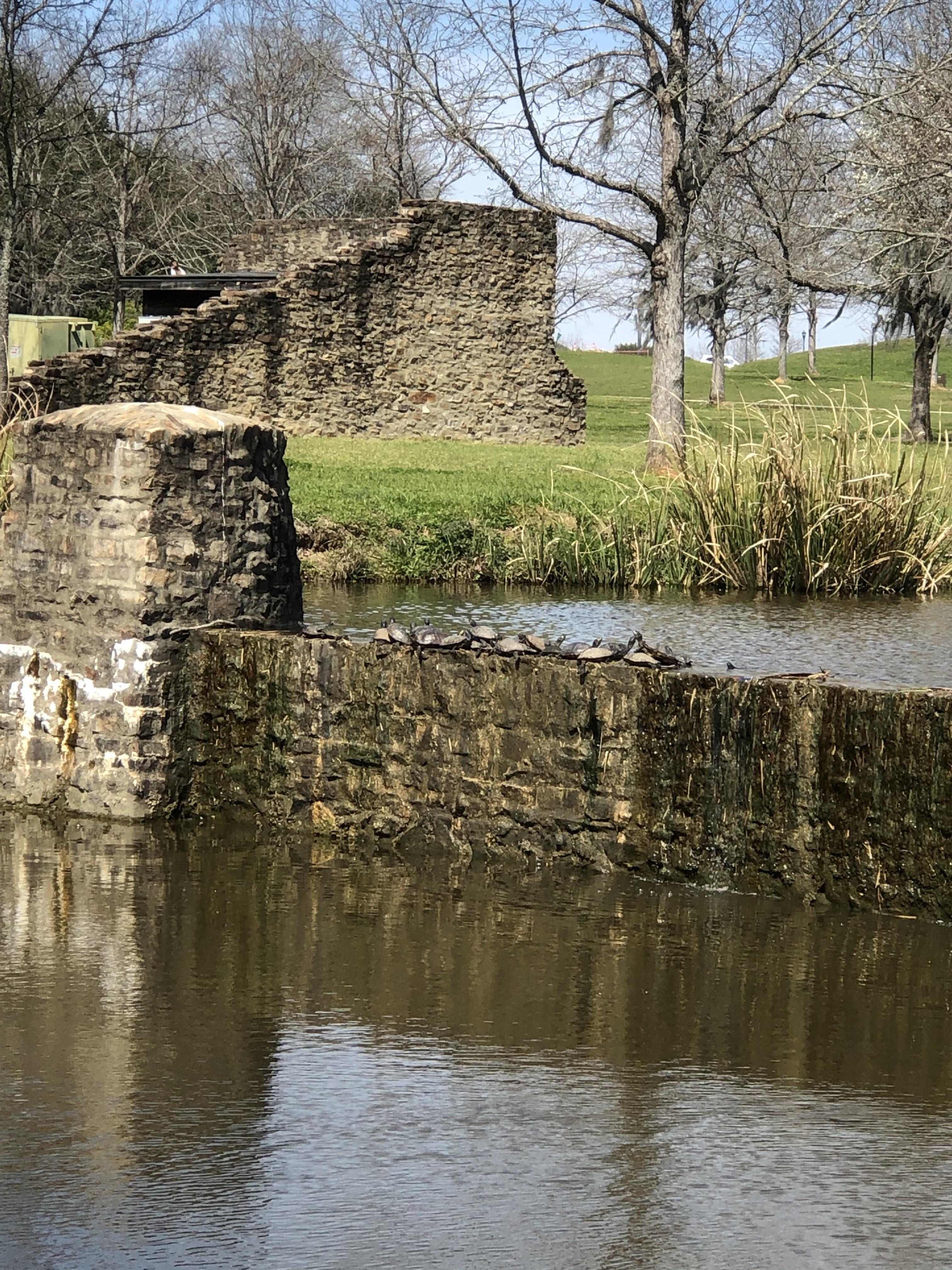 Turtle Cuddle Puddle | Scrolller