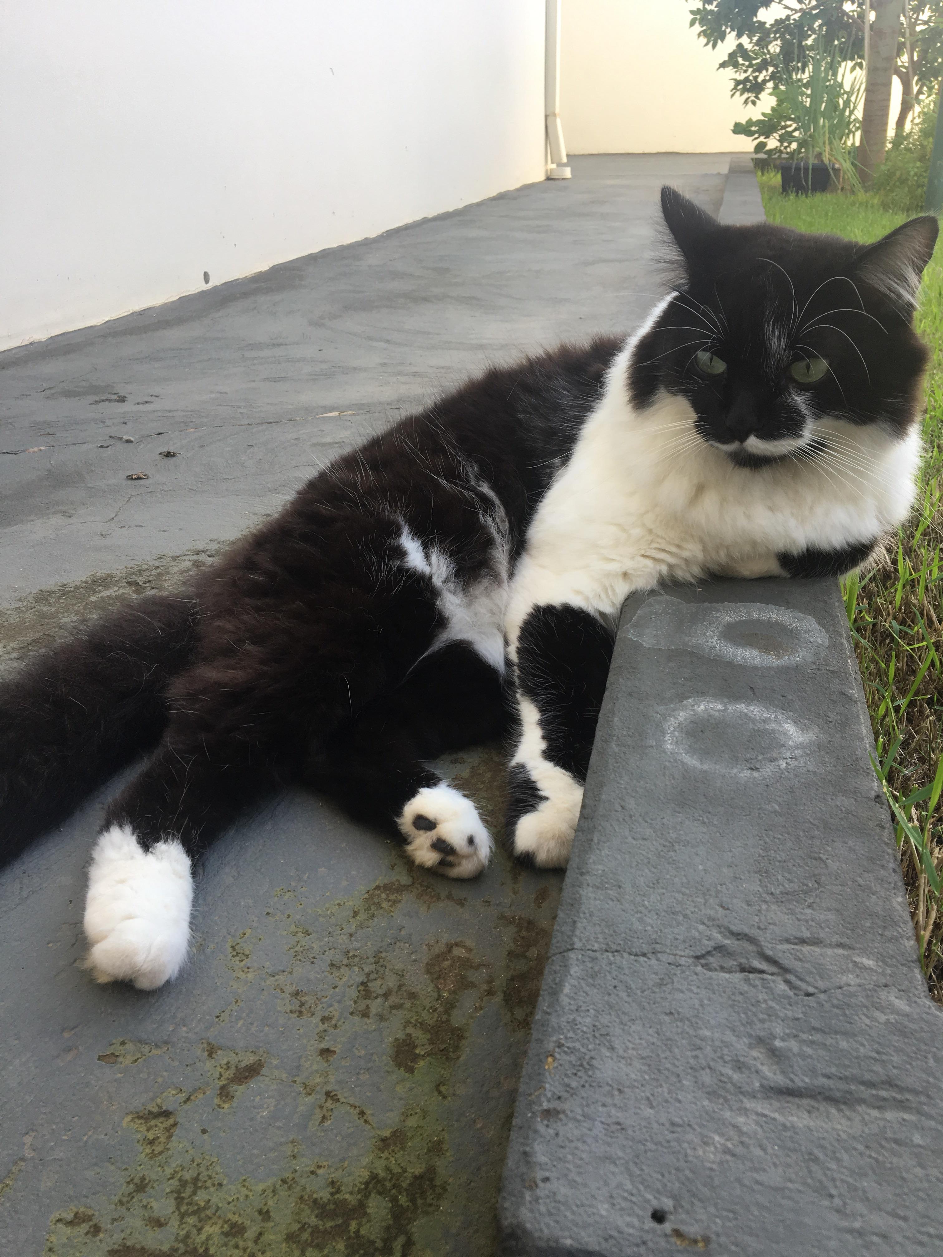 Tux and mustache. | Scrolller