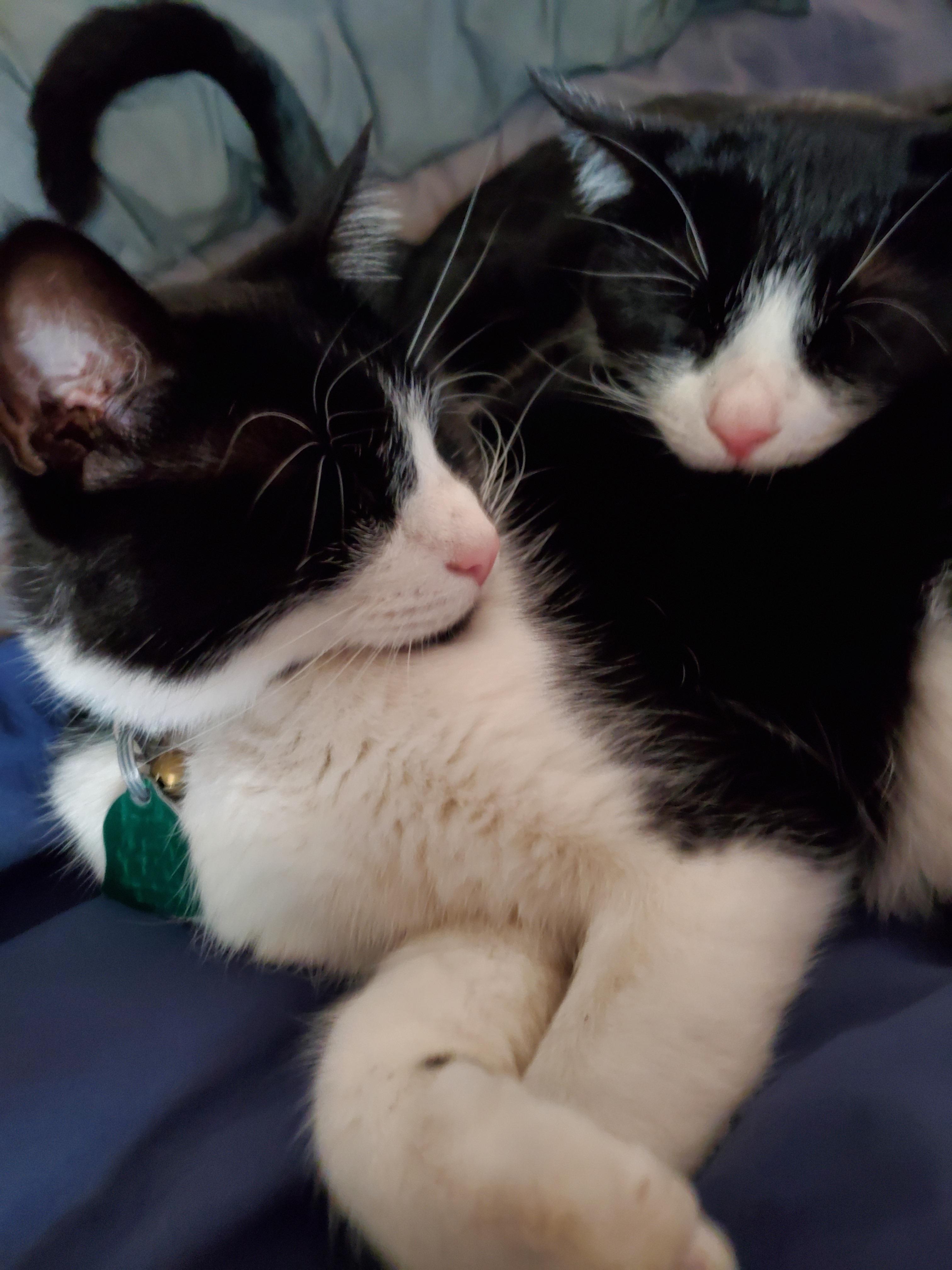 Tuxedo Puddle | Scrolller