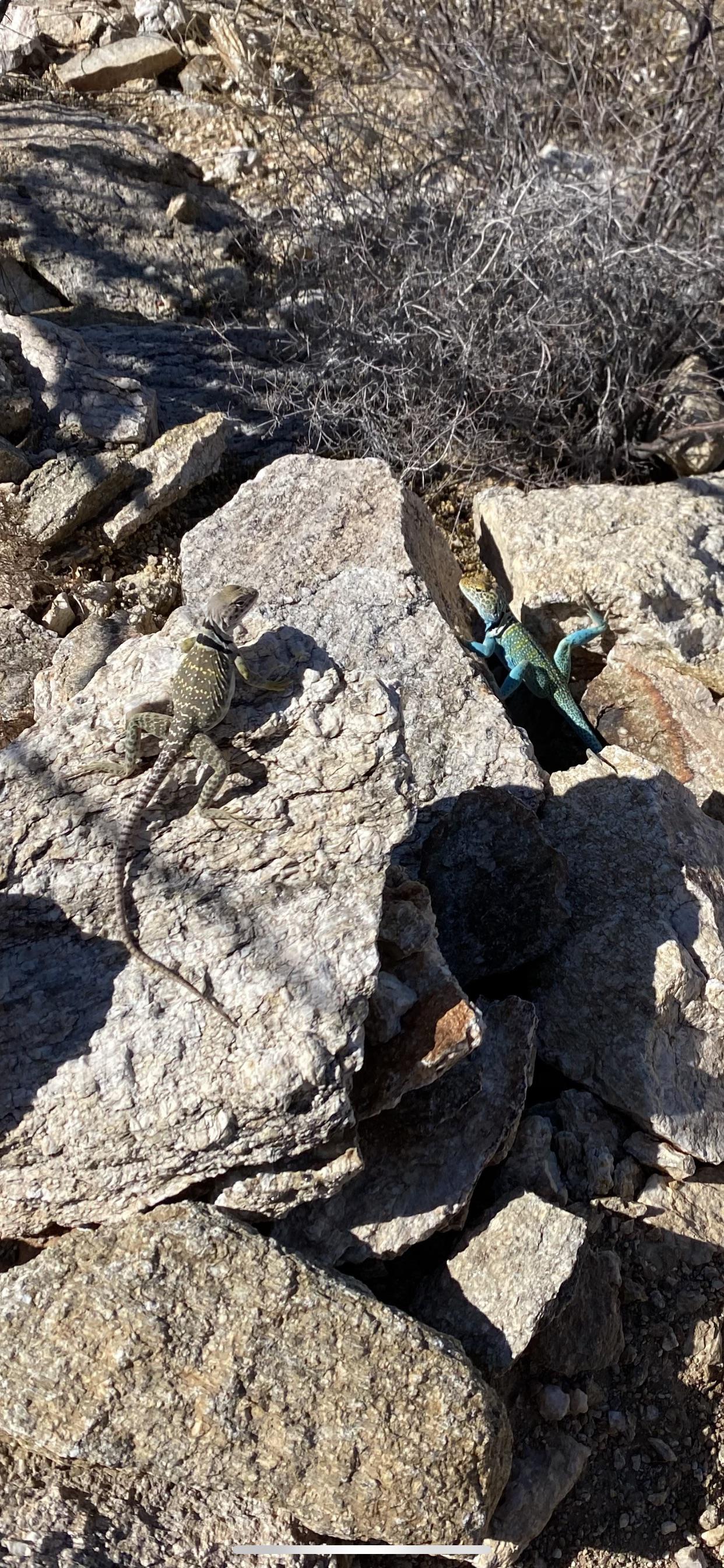 Two buddies catching some sun. | Scrolller