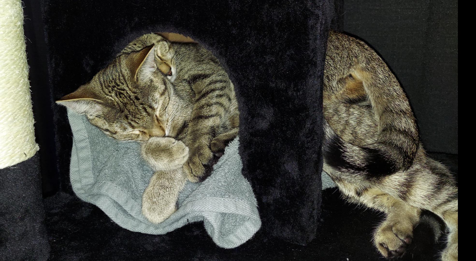 Two cats in a cubby | Scrolller