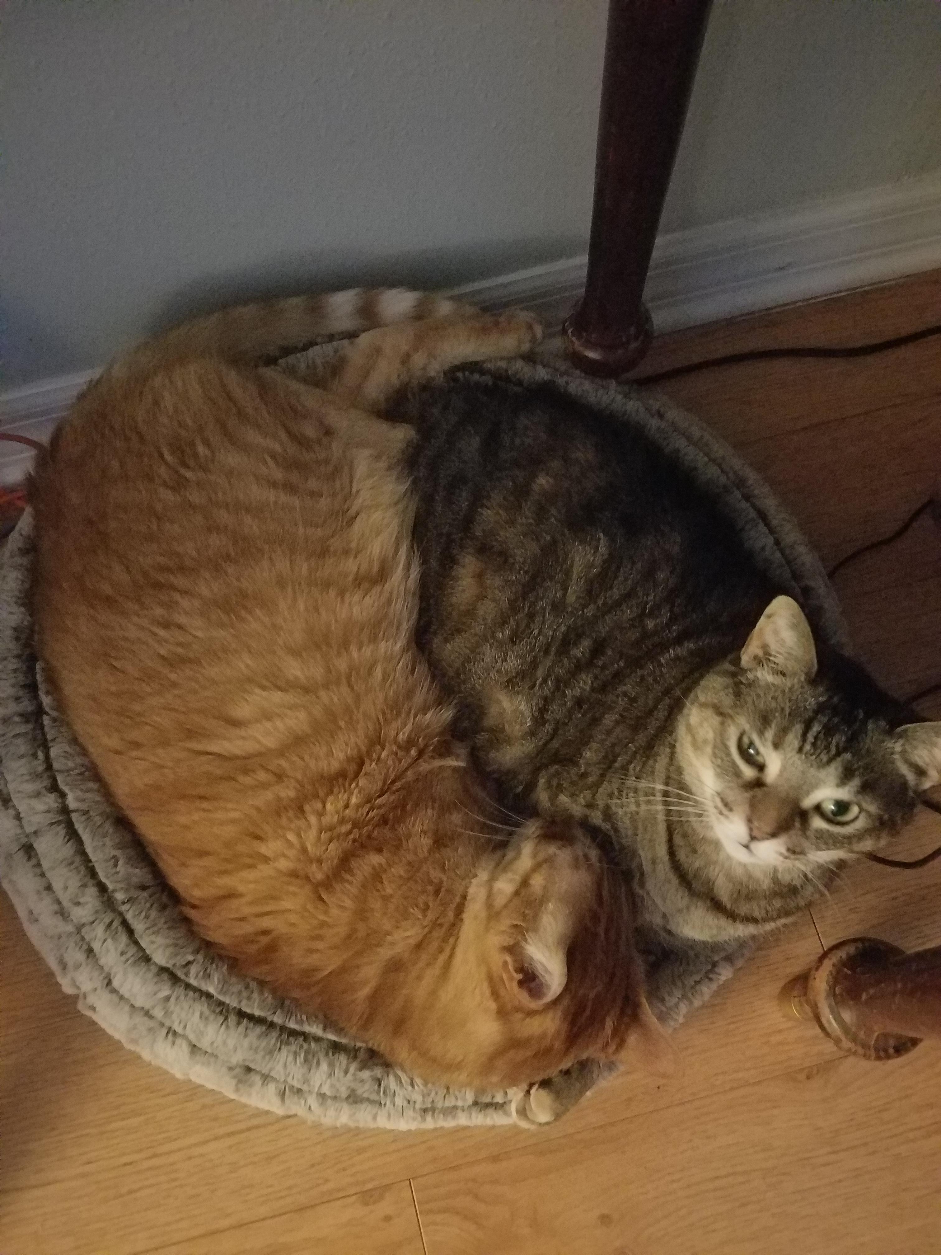 Two chonks sharing a bed | Scrolller