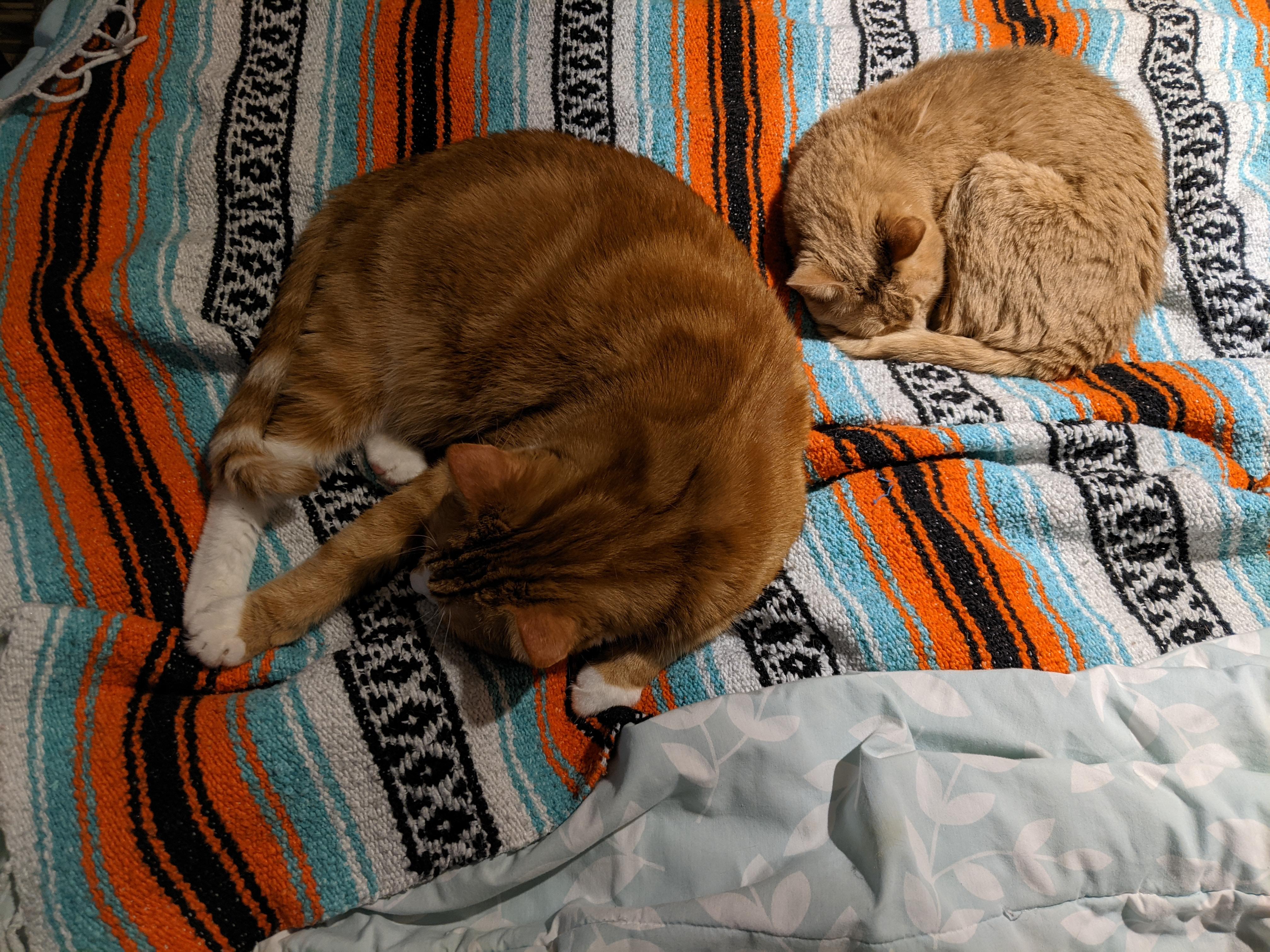 Two ginger cats, two very different sizes | Scrolller