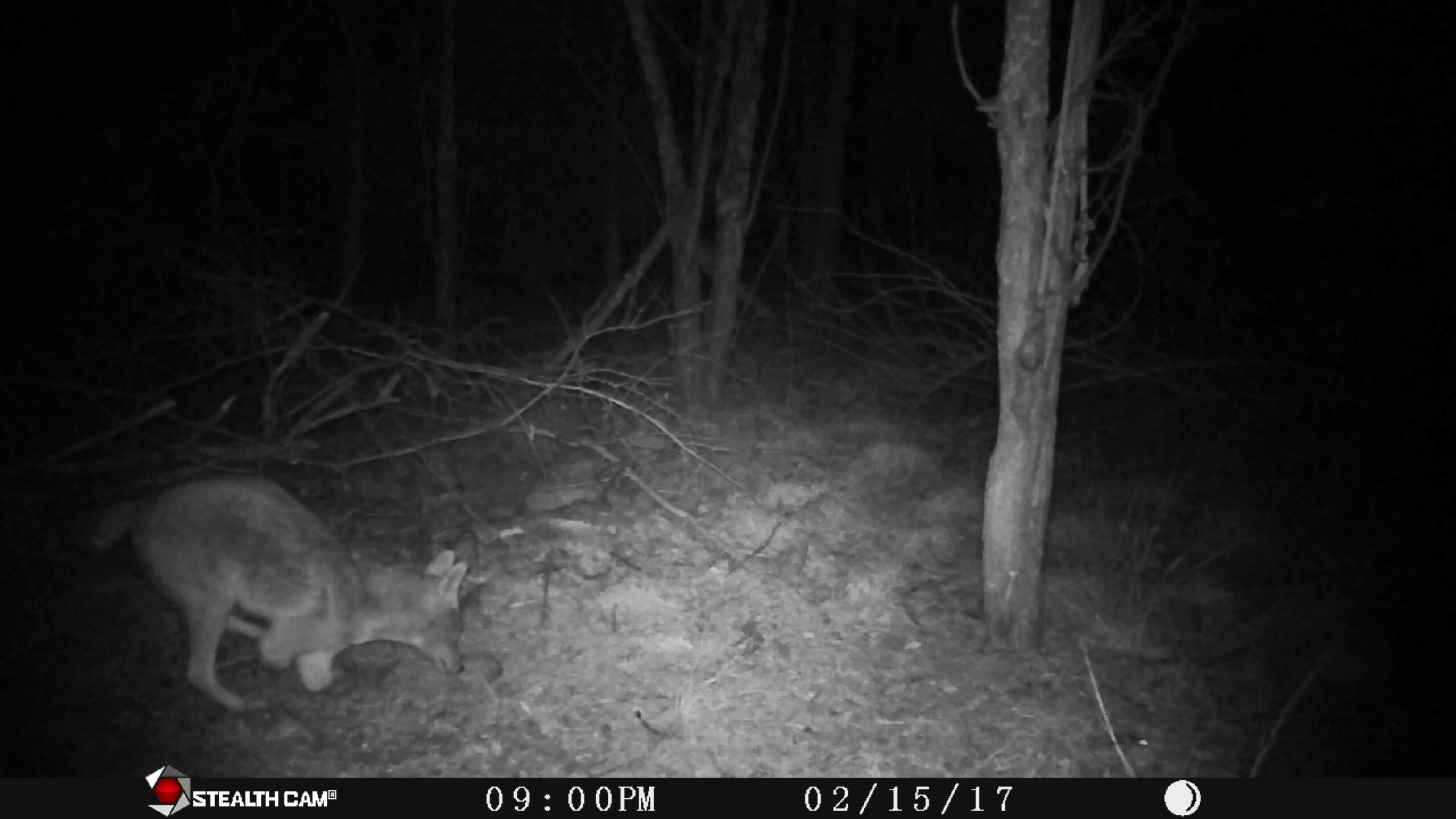 Two legged coyote in southeast Oklahoma. | Scrolller