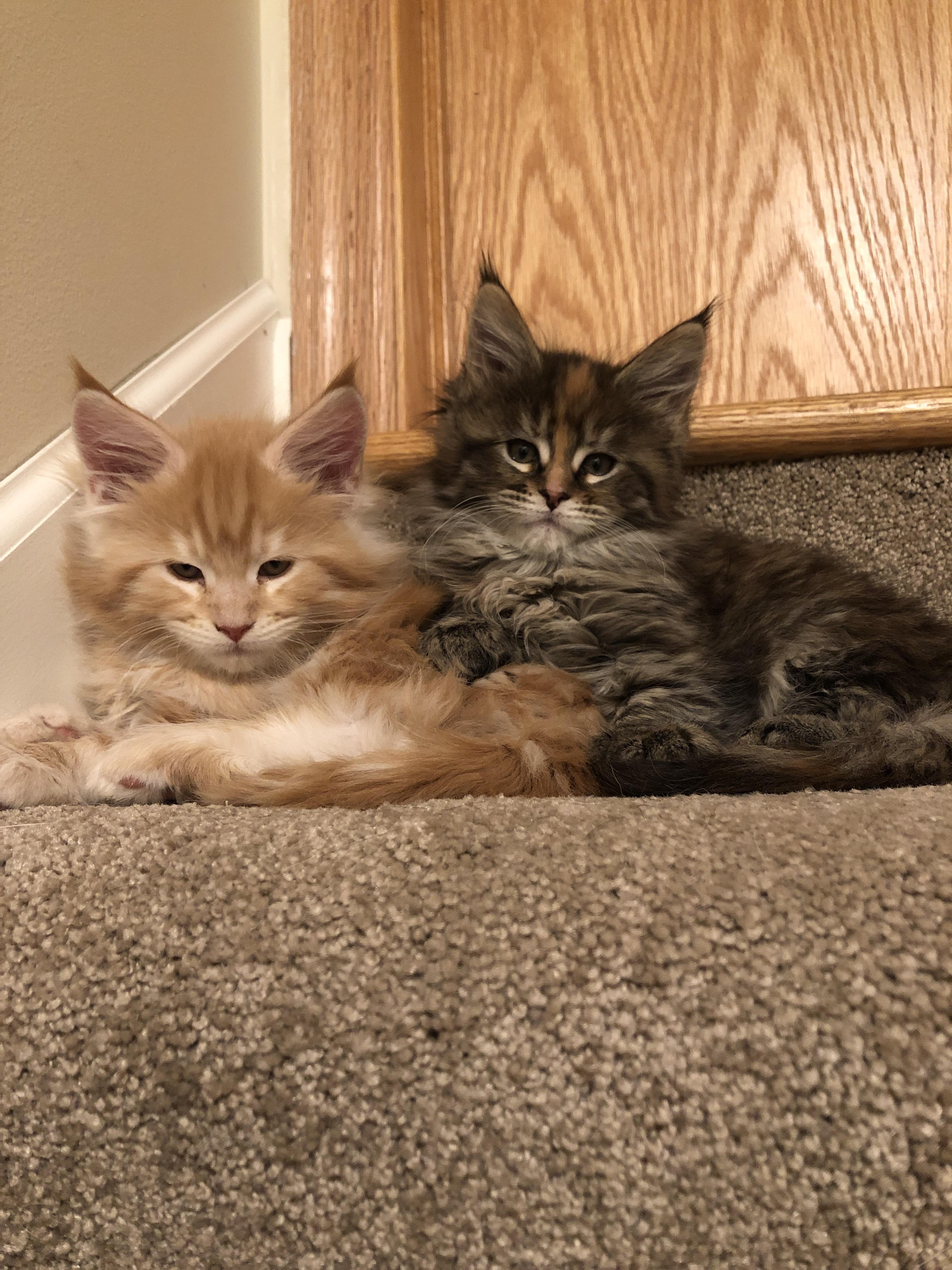 Two little kitties | Scrolller