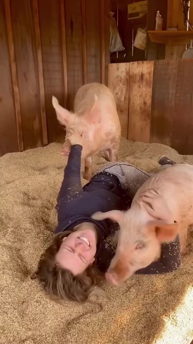 Two pigs Oliver and Rosa | Scrolller