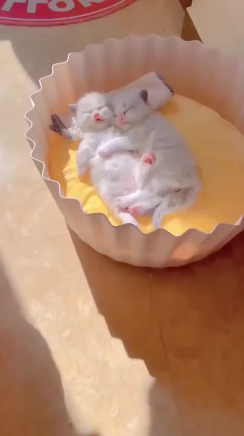 Two sleeping cuties | Scrolller