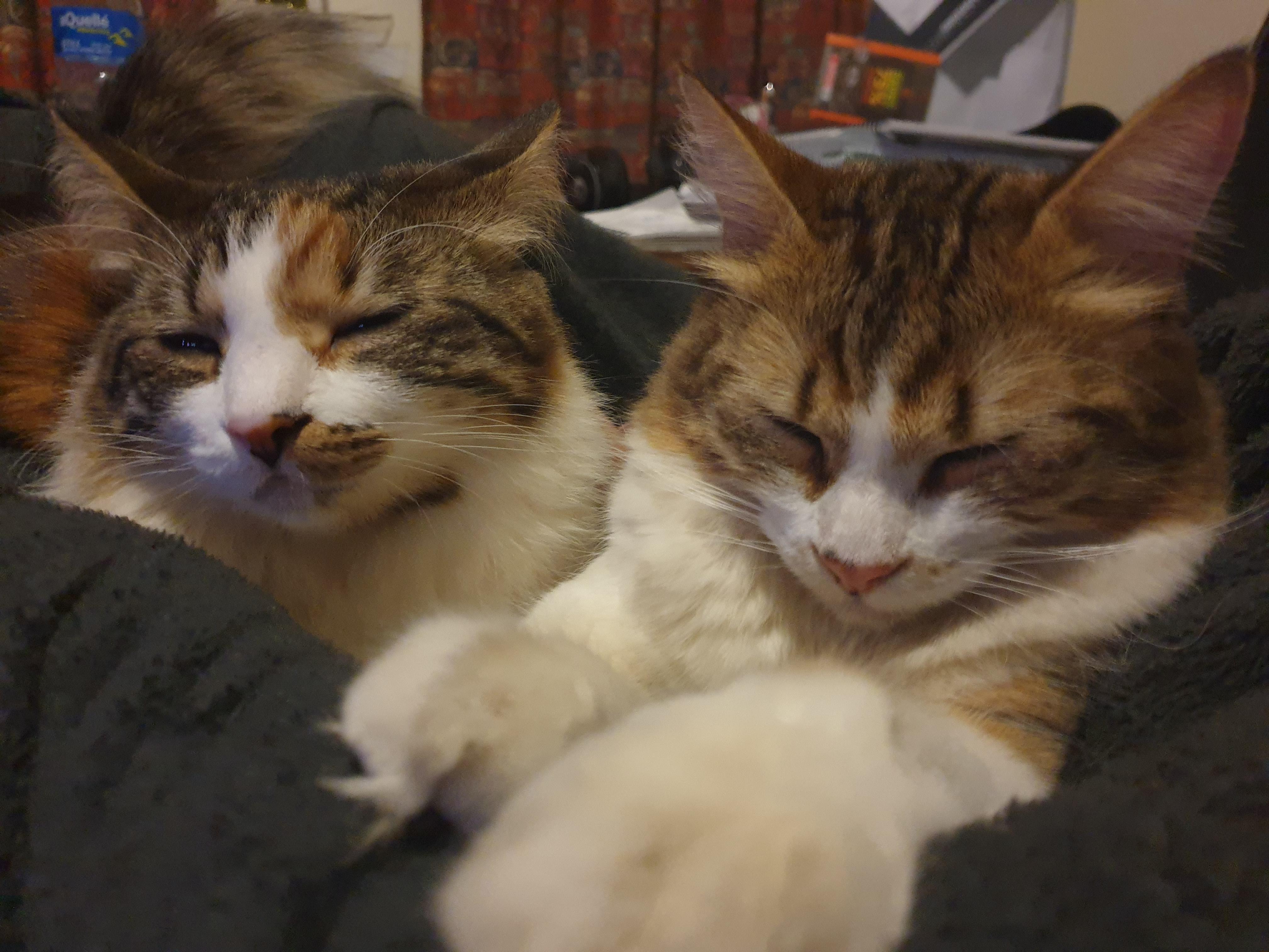 Two sleepy kittens | Scrolller