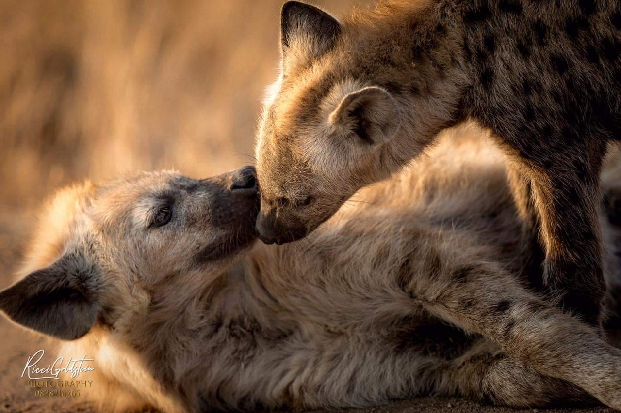 Two spotted hyenas - photo by Neil Berelowitz | Scrolller