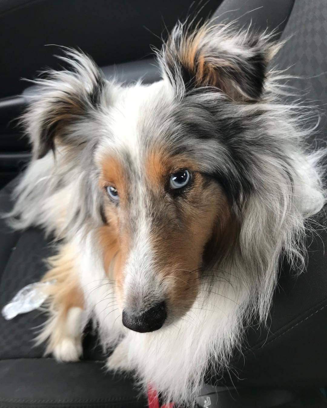 Two years ago we rescued this Merle girl. Her name is Sheena. | Scrolller