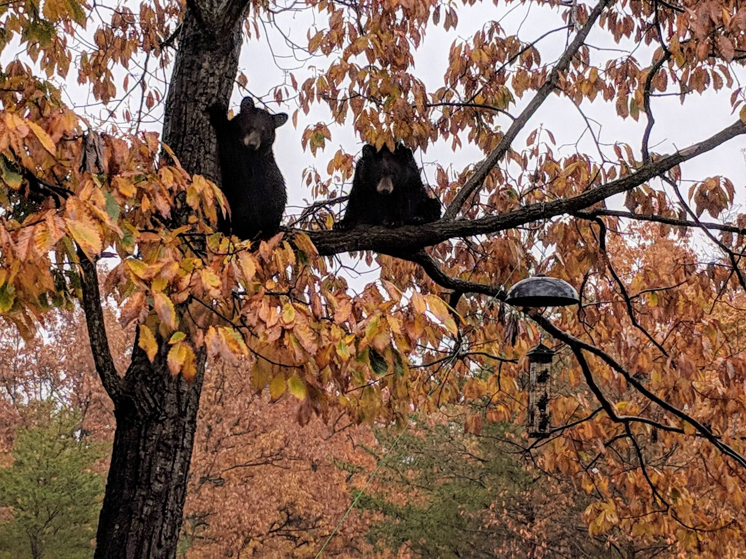 Two young black bears sitting in a tree tying to get to the bird feeder this morning. | Scrolller