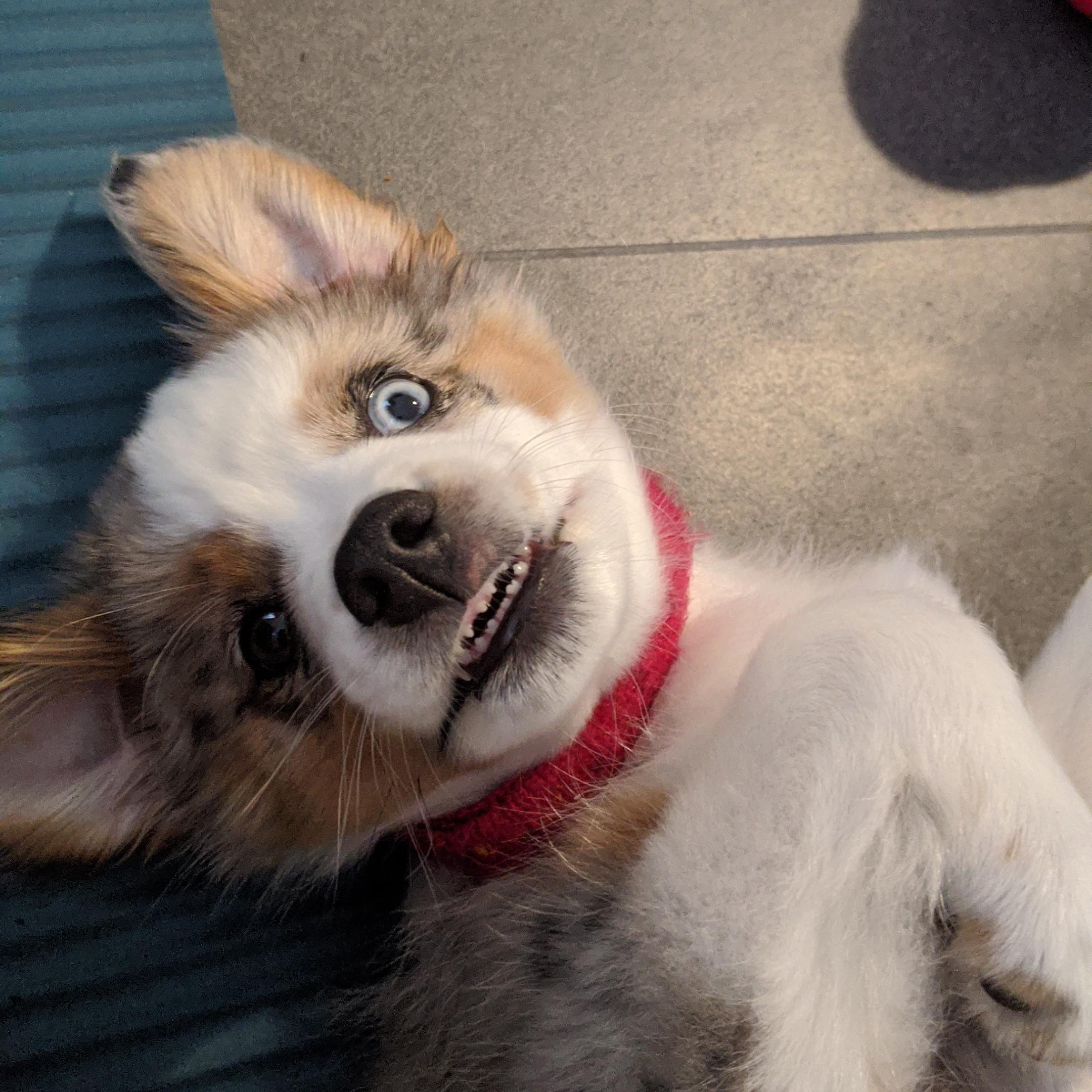 Twyla and her baby toofers | Scrolller