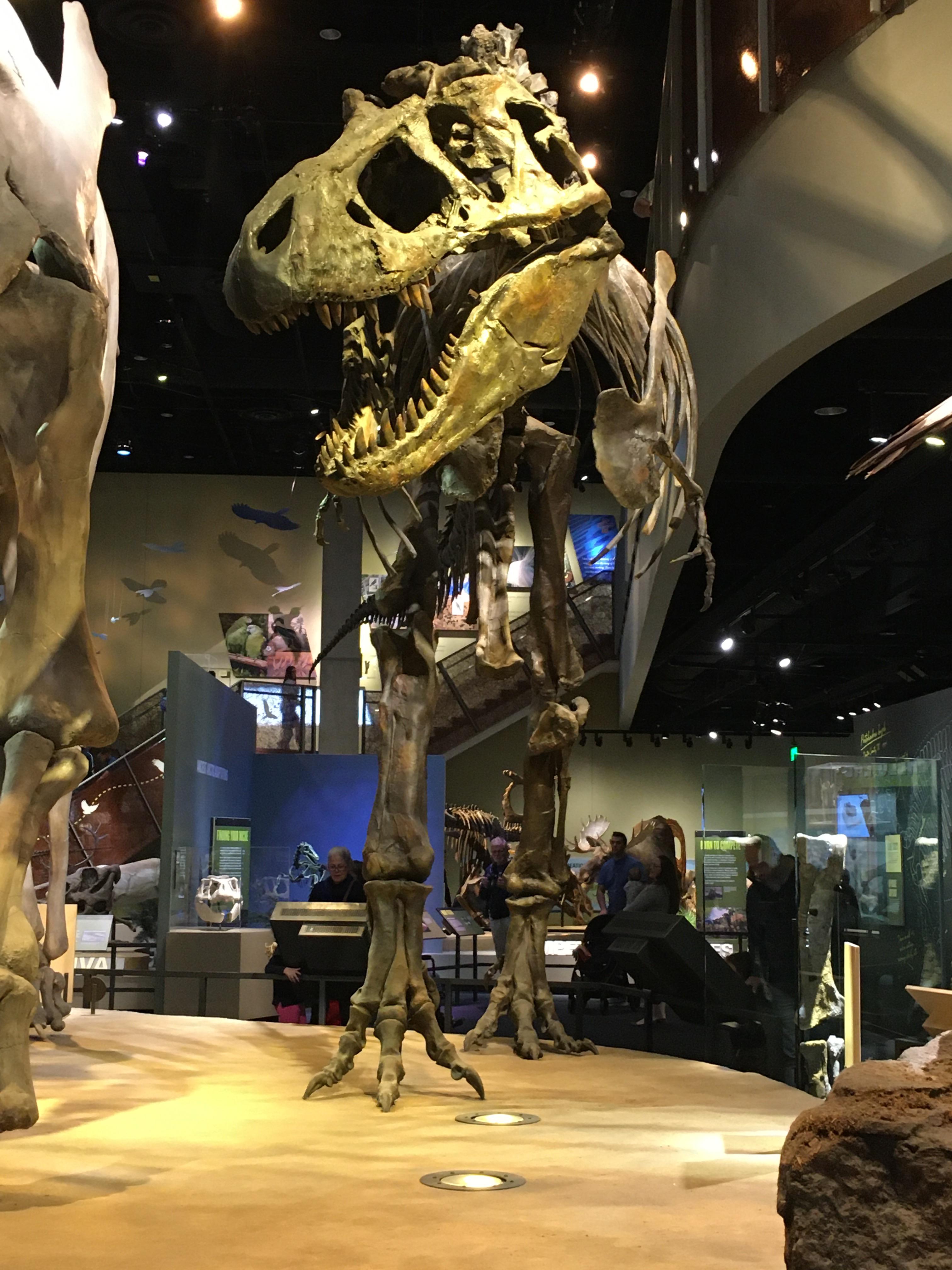 Tyrannosaurus rex at the Perot Museum in Dallas, TX | Scrolller