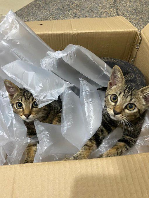 Unboxing cats | Scrolller