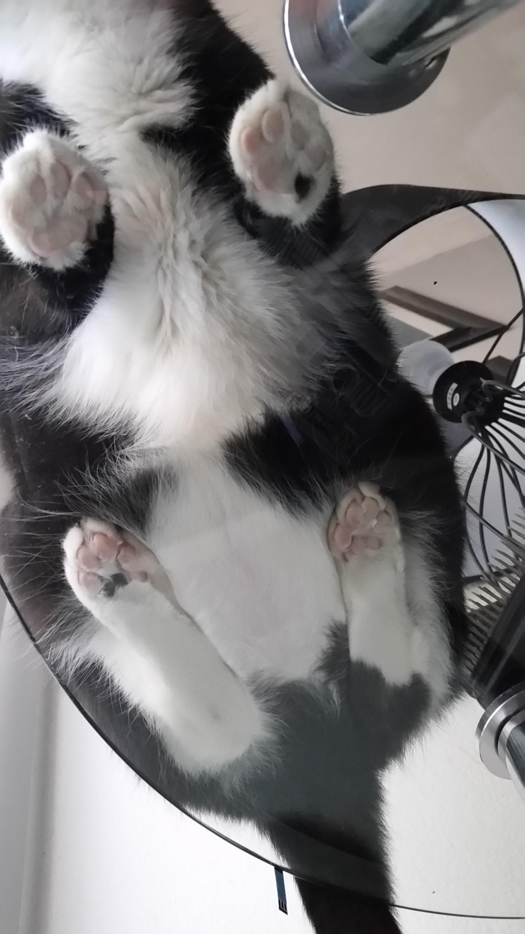 Underneath a tuxedo | Scrolller