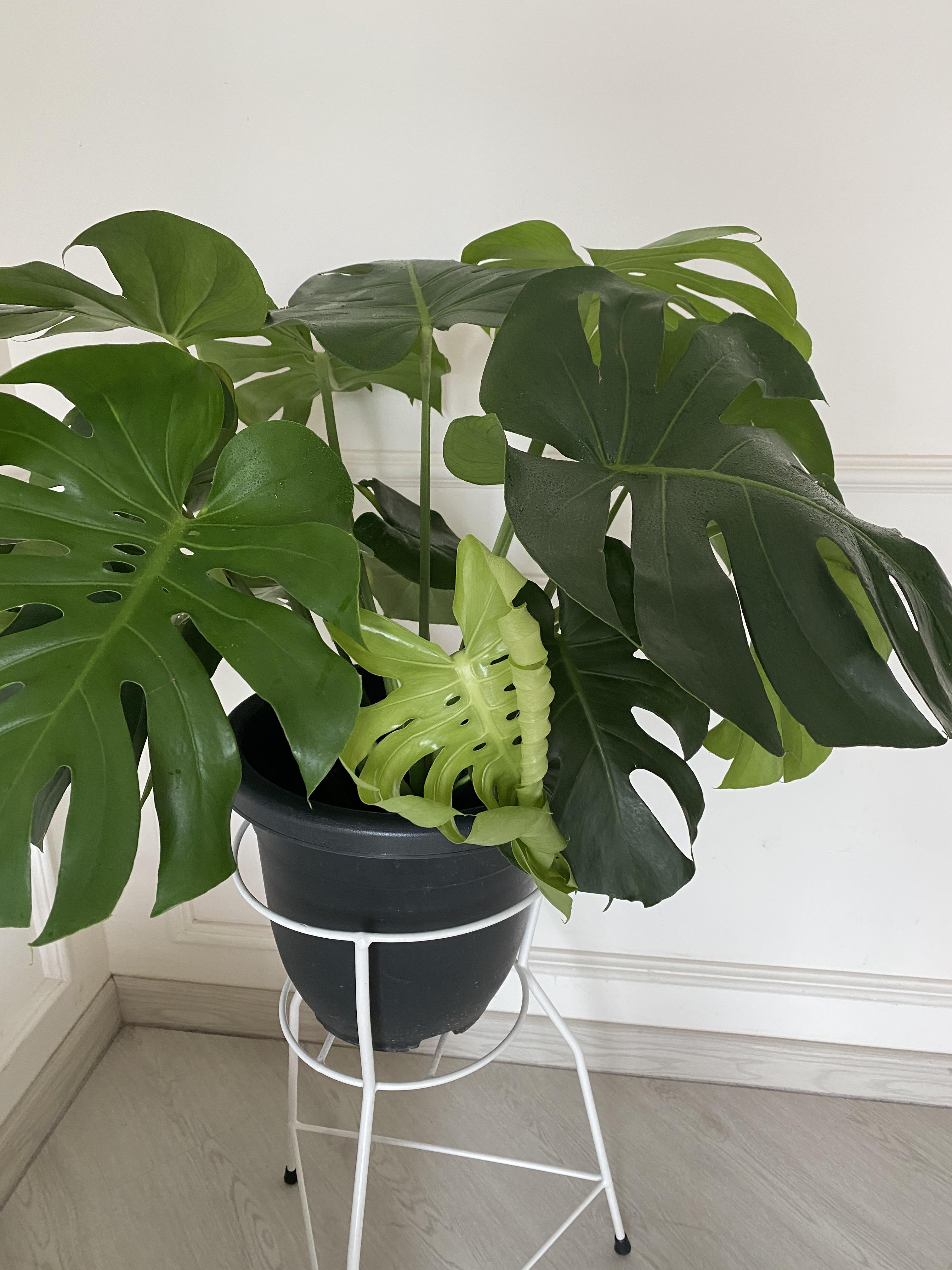 Unfolding a new leaf! | Scrolller