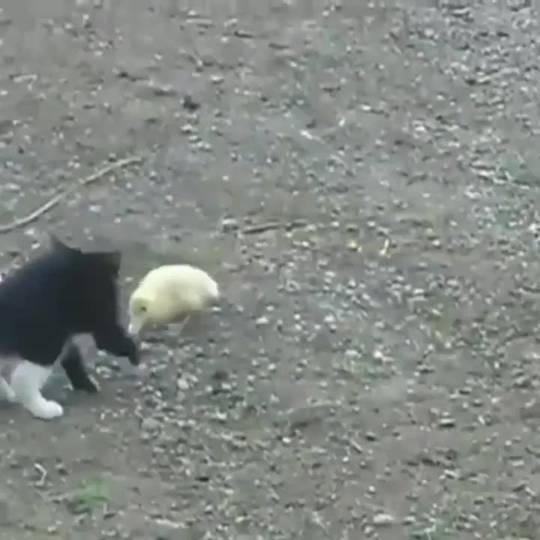 Discover more like CatSlaps: 🦆 and Related Content | Scrolller