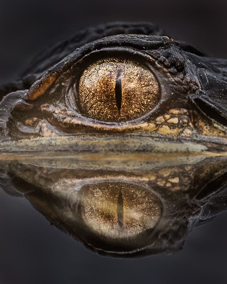 Up close and personal with a small American alligator. | Scrolller