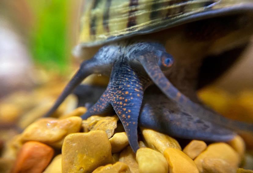 Up close and personal with Pickle the mystery snail | Scrolller