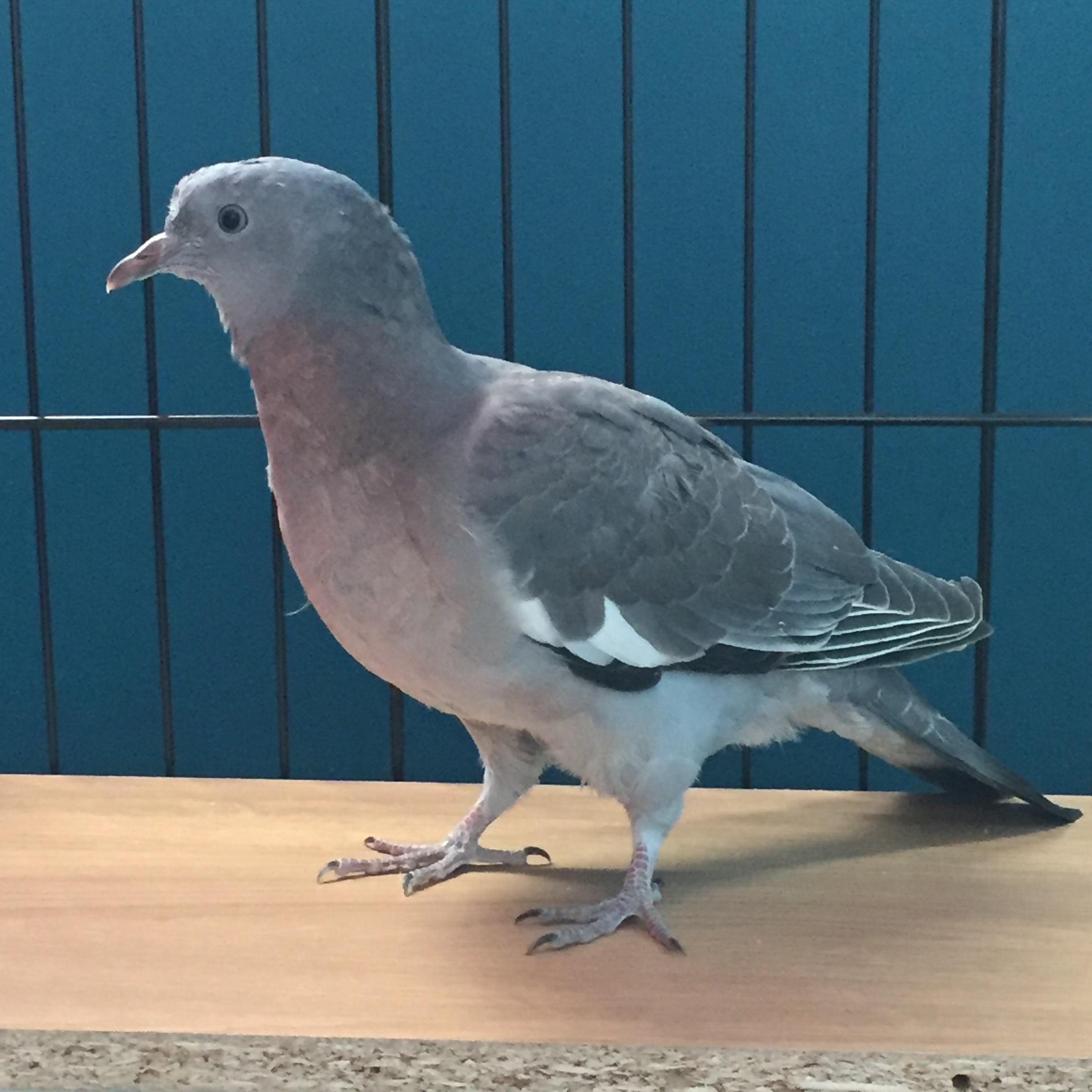 UPDATE: My wood pigeon friend will be released tomorrow! | Scrolller