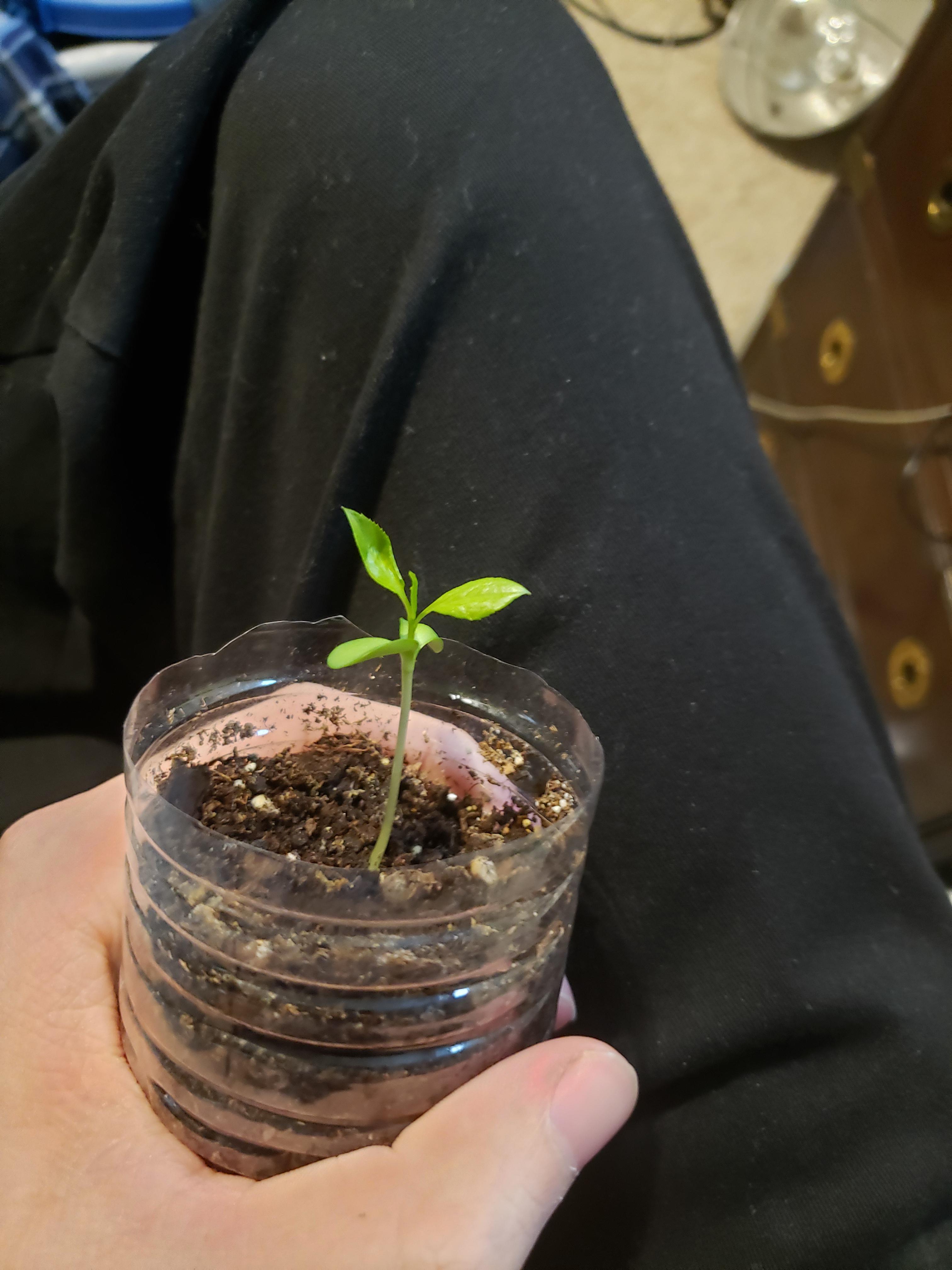 Update on my pear tree I've been growing. | Scrolller