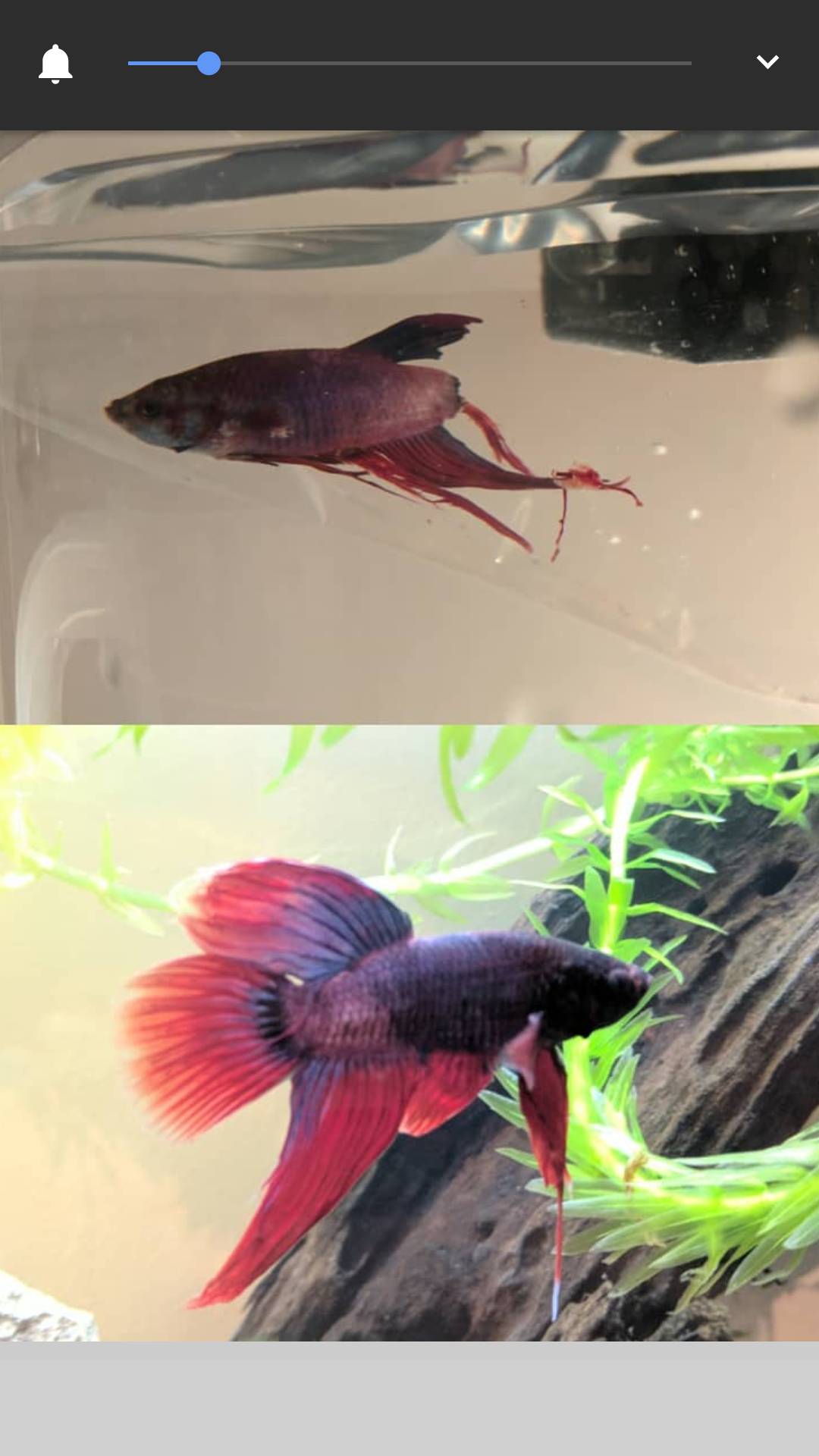 Update On My Walmart Betta Scrolller
