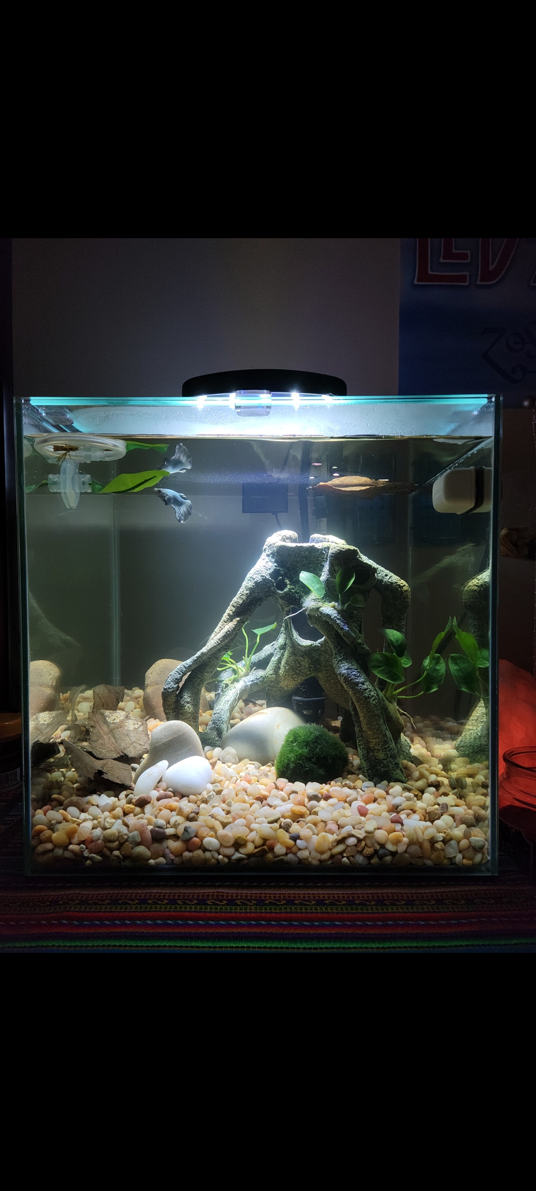 Upgraded my guys from a 3 gallon tank to a 6 gallon, I think he's happy! | Scrolller