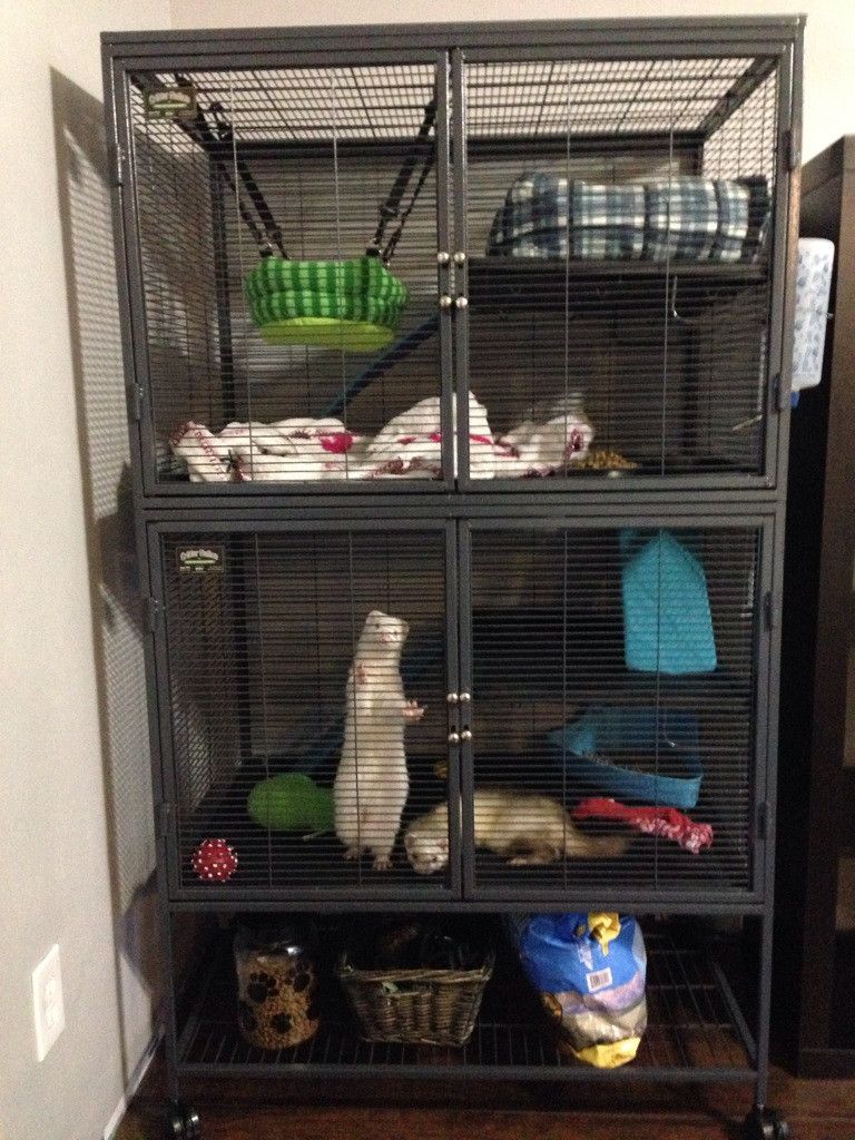 Upgraded their cage. They don't seem too happy about it. | Scrolller