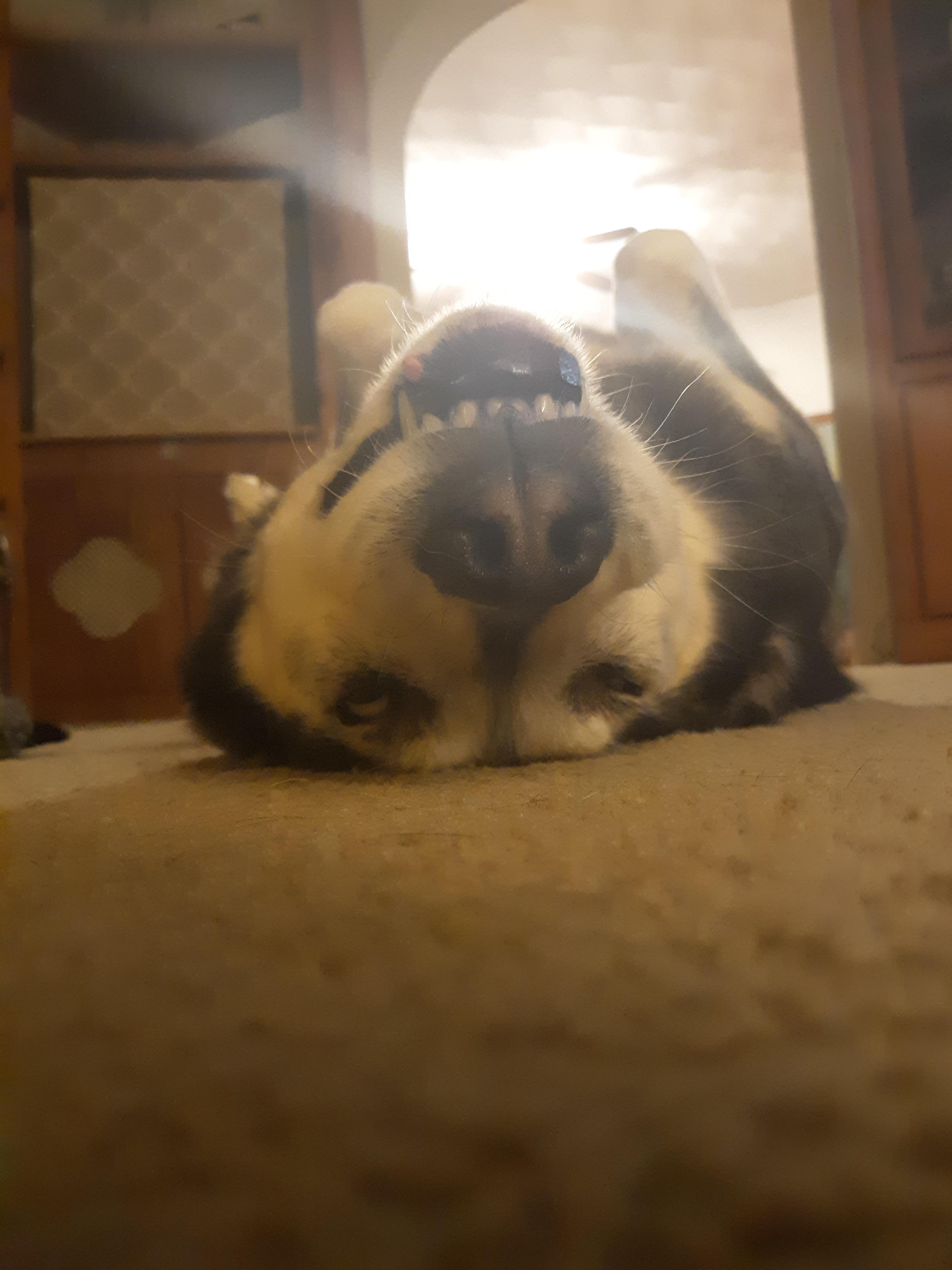 Upside down dog + gravity = maximum derp | Scrolller