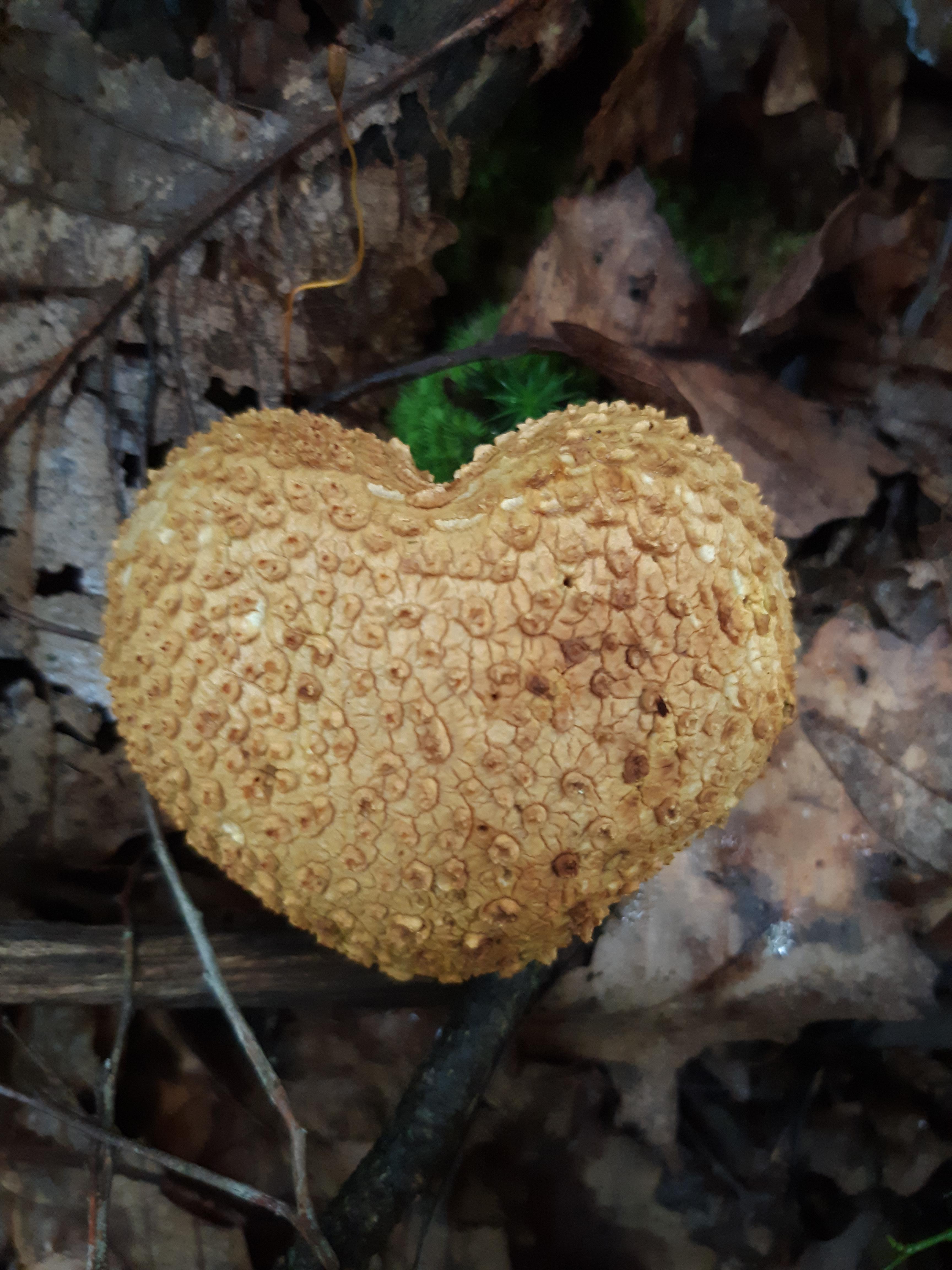 Upside down. Mush Love | Scrolller