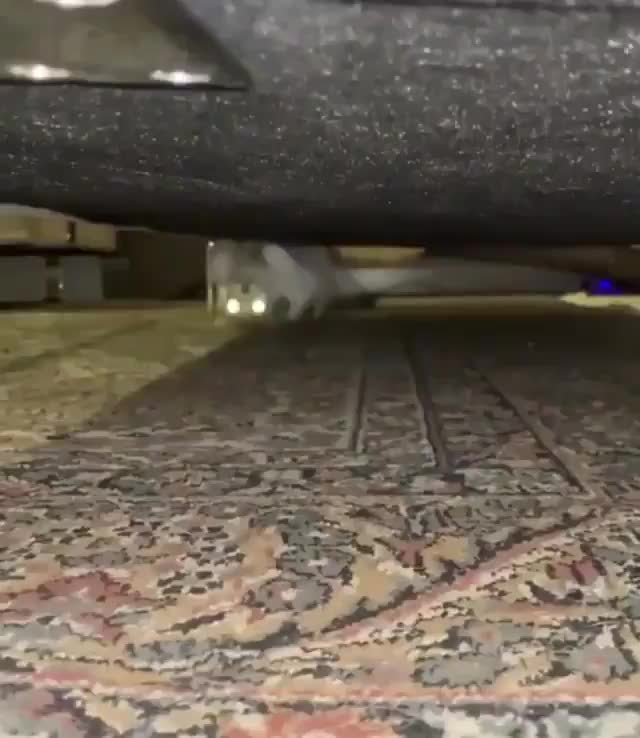 Upside down cat | Scrolller