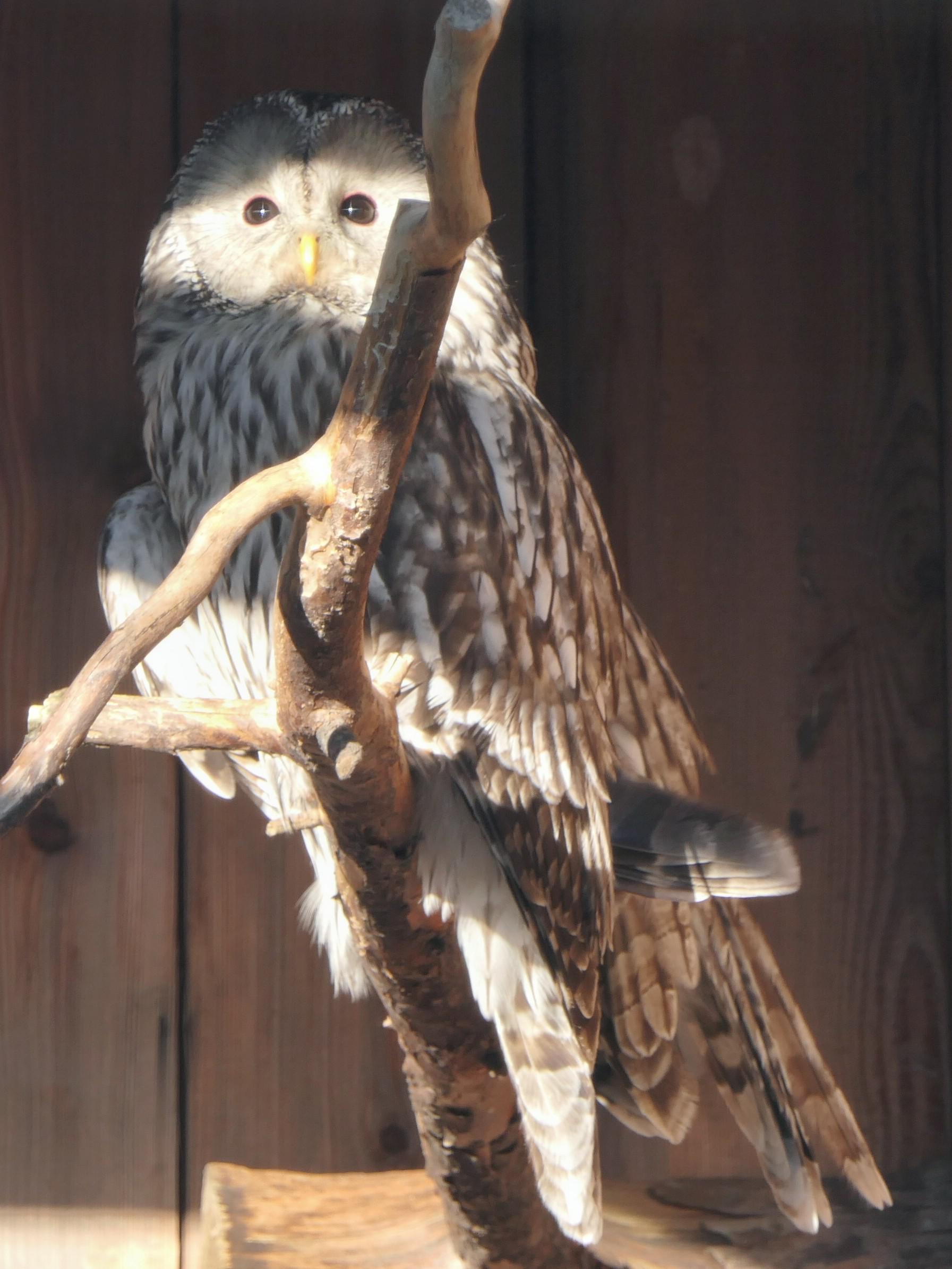 Ural owl | Scrolller