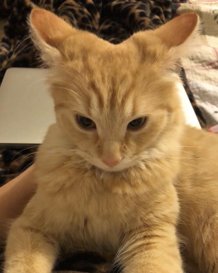 *vacuum turns on* | Scrolller