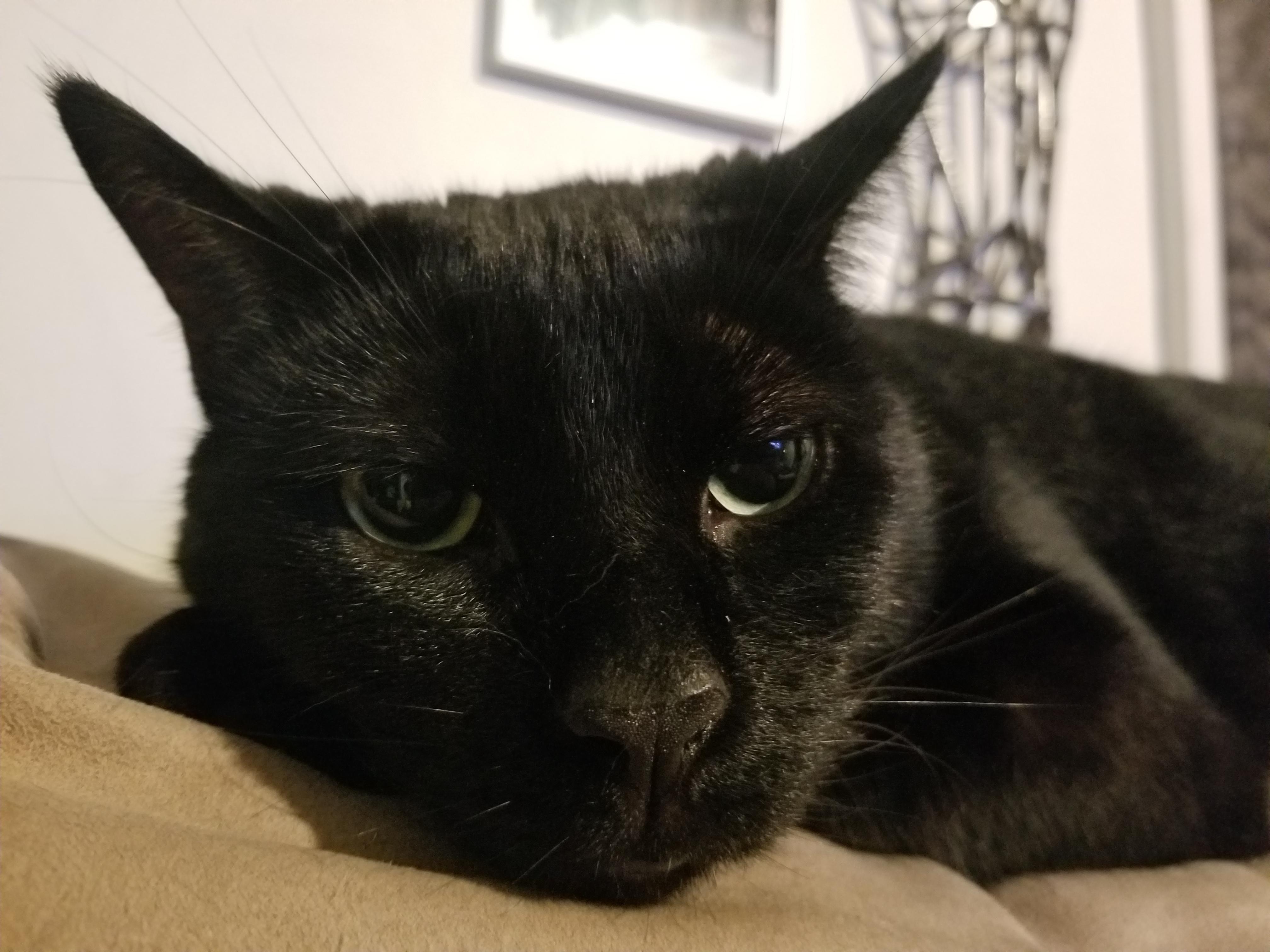 🌛 Vader catching some ZZZZ's 🌜 | Scrolller