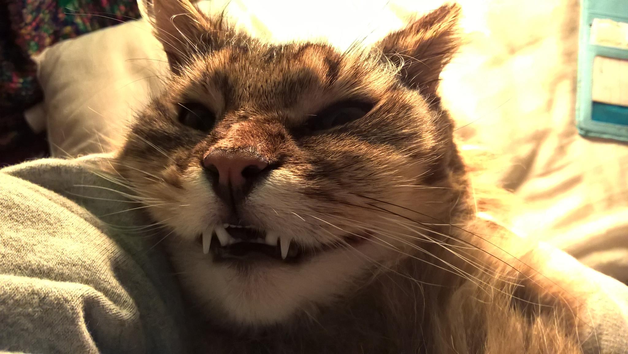 vampire cat smile! | Scrolller