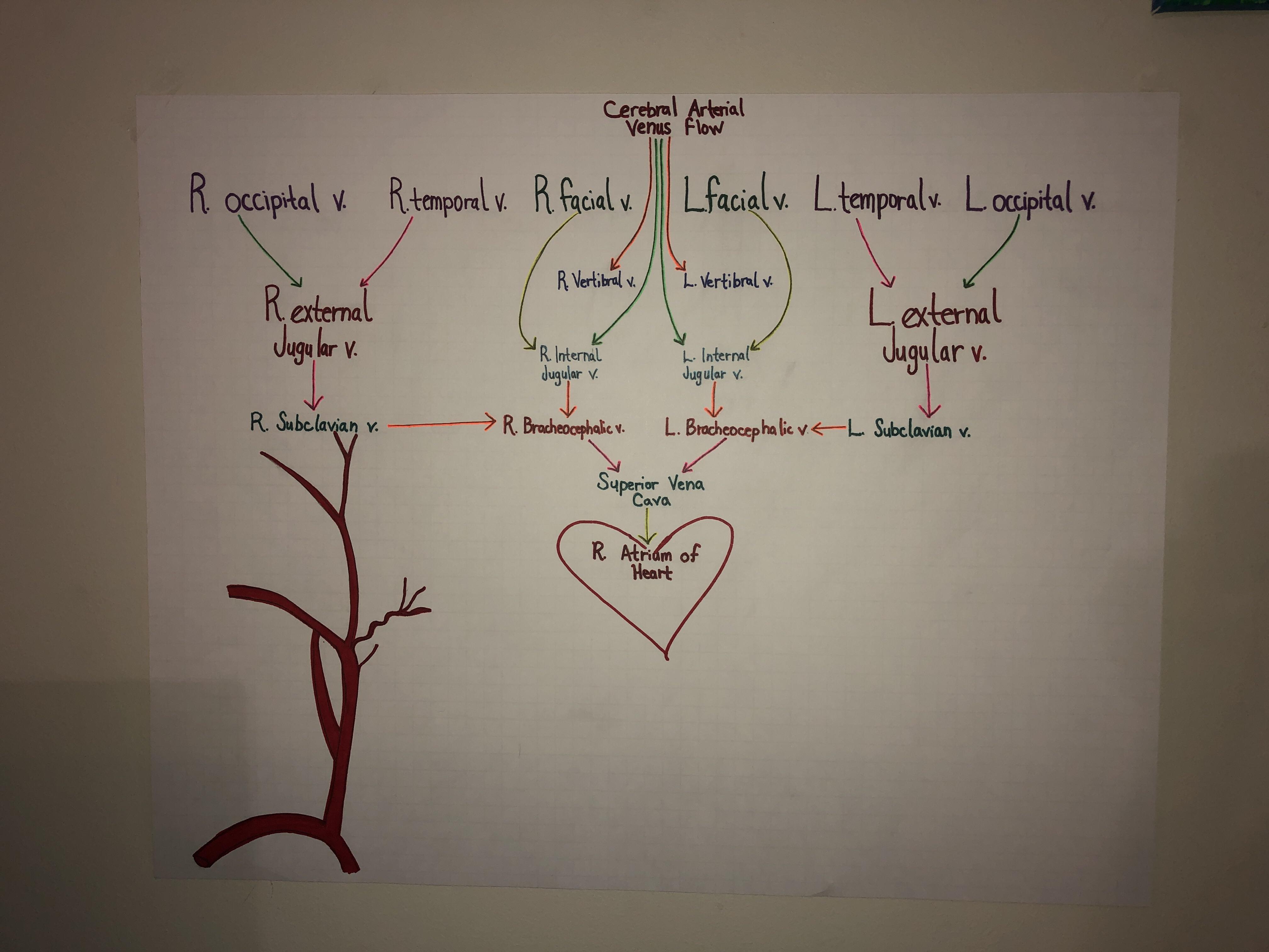 Vein blood flow | Scrolller