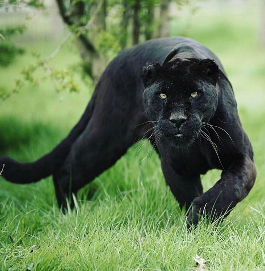Velvety Black Panther | Scrolller