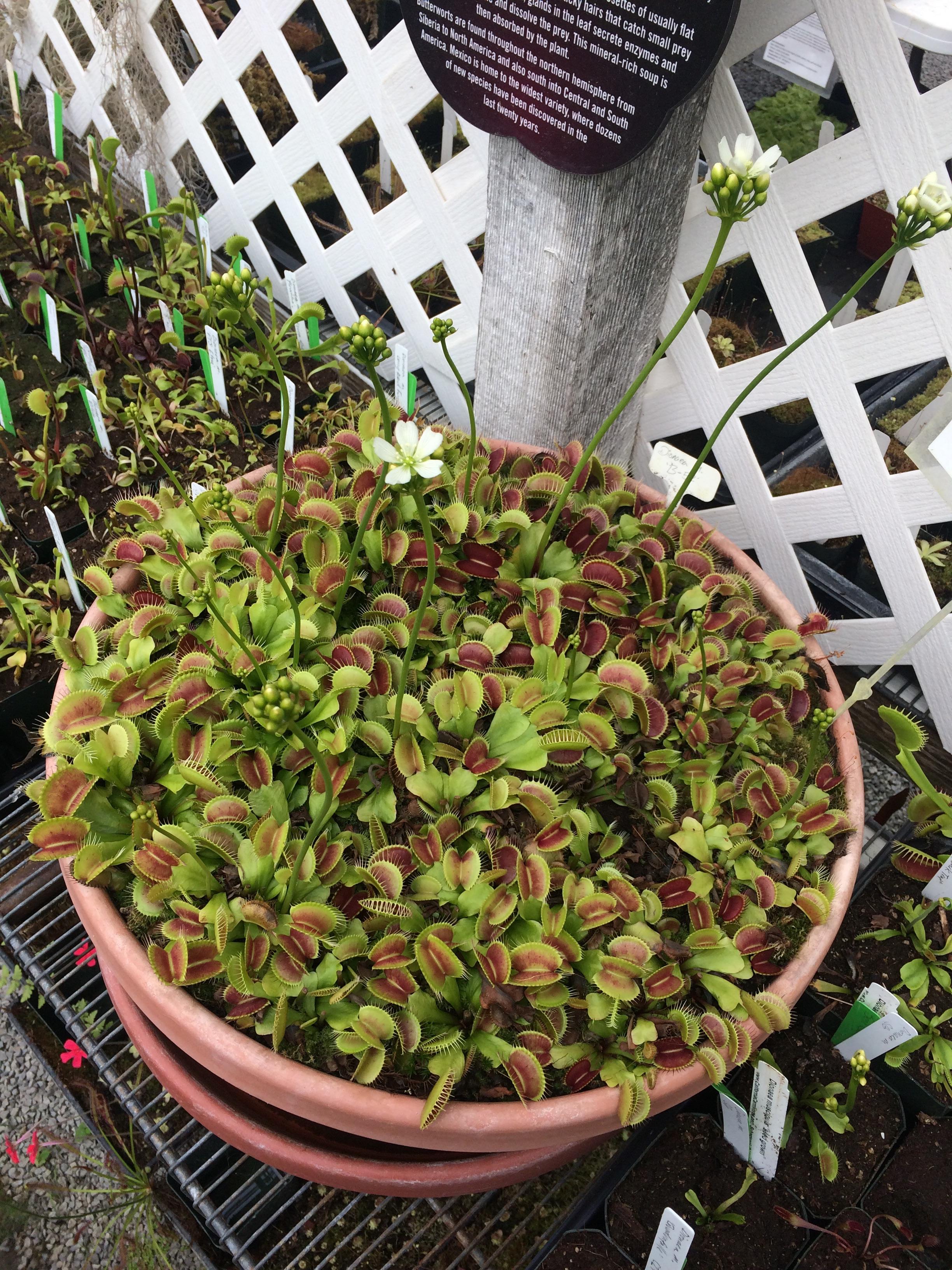 Venus flytrap blooming at California Carnivores | Scrolller