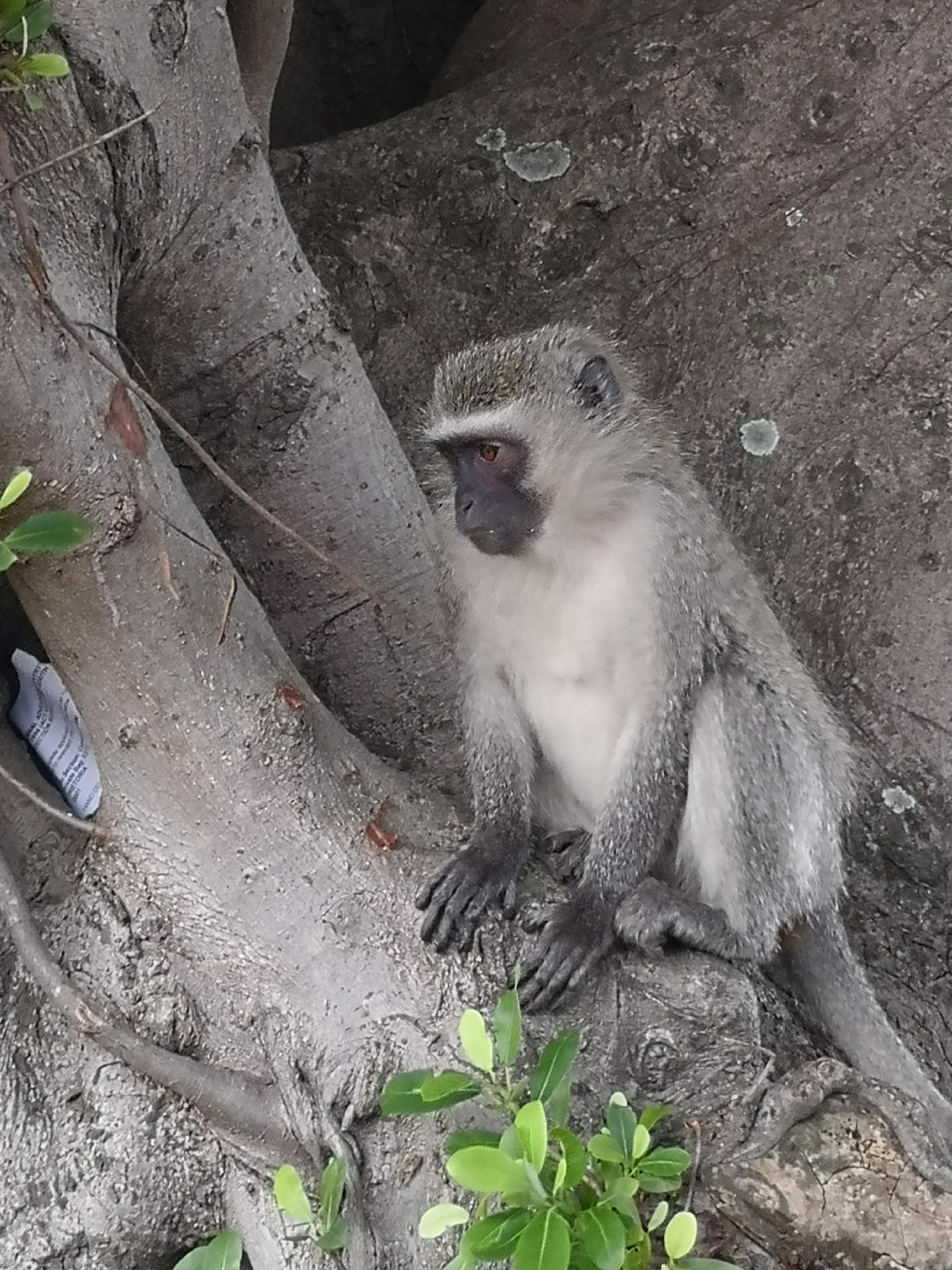 Vervet monkey. Durban. South Africa | Scrolller