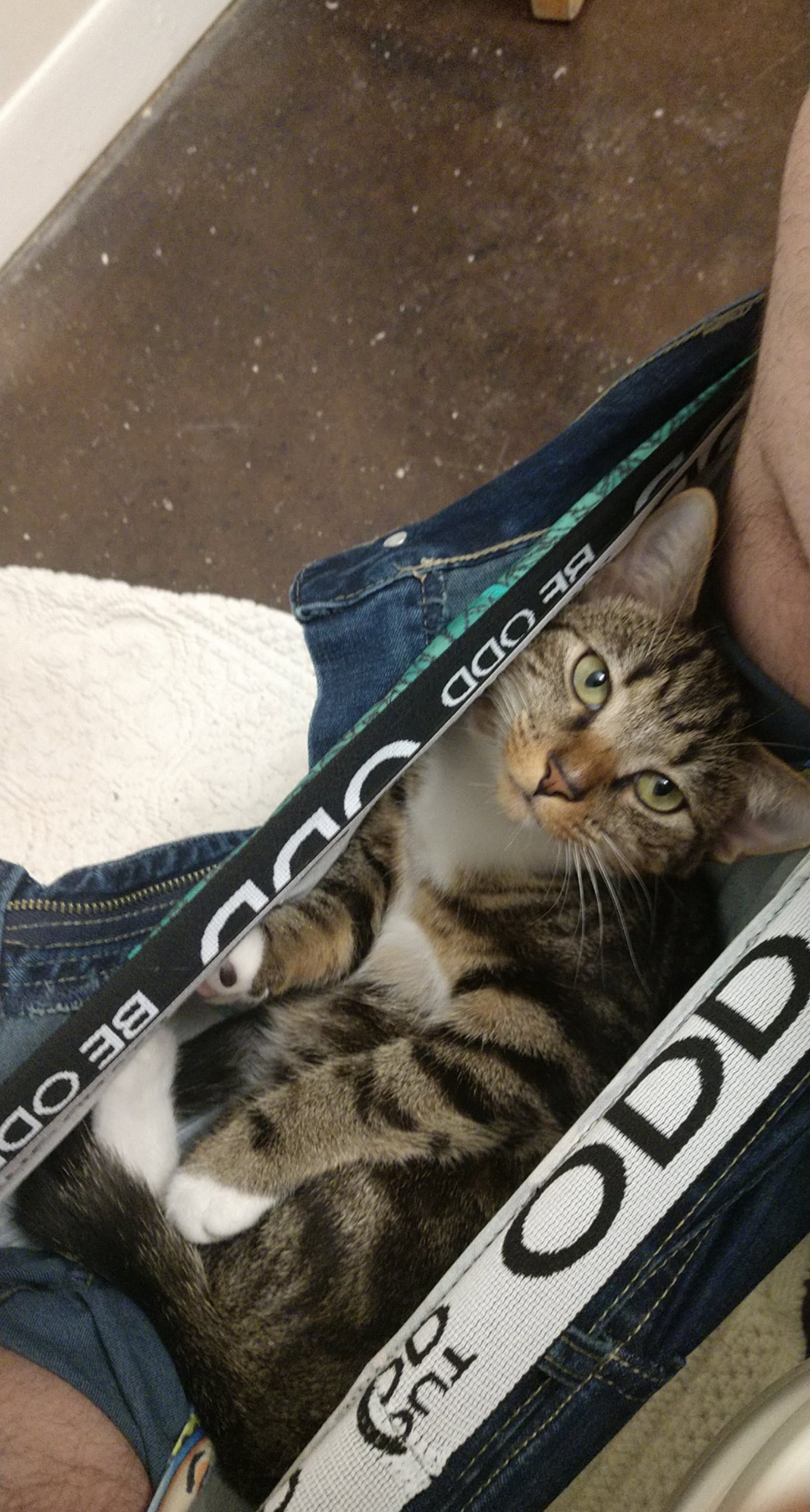 Very Comfy | Scrolller