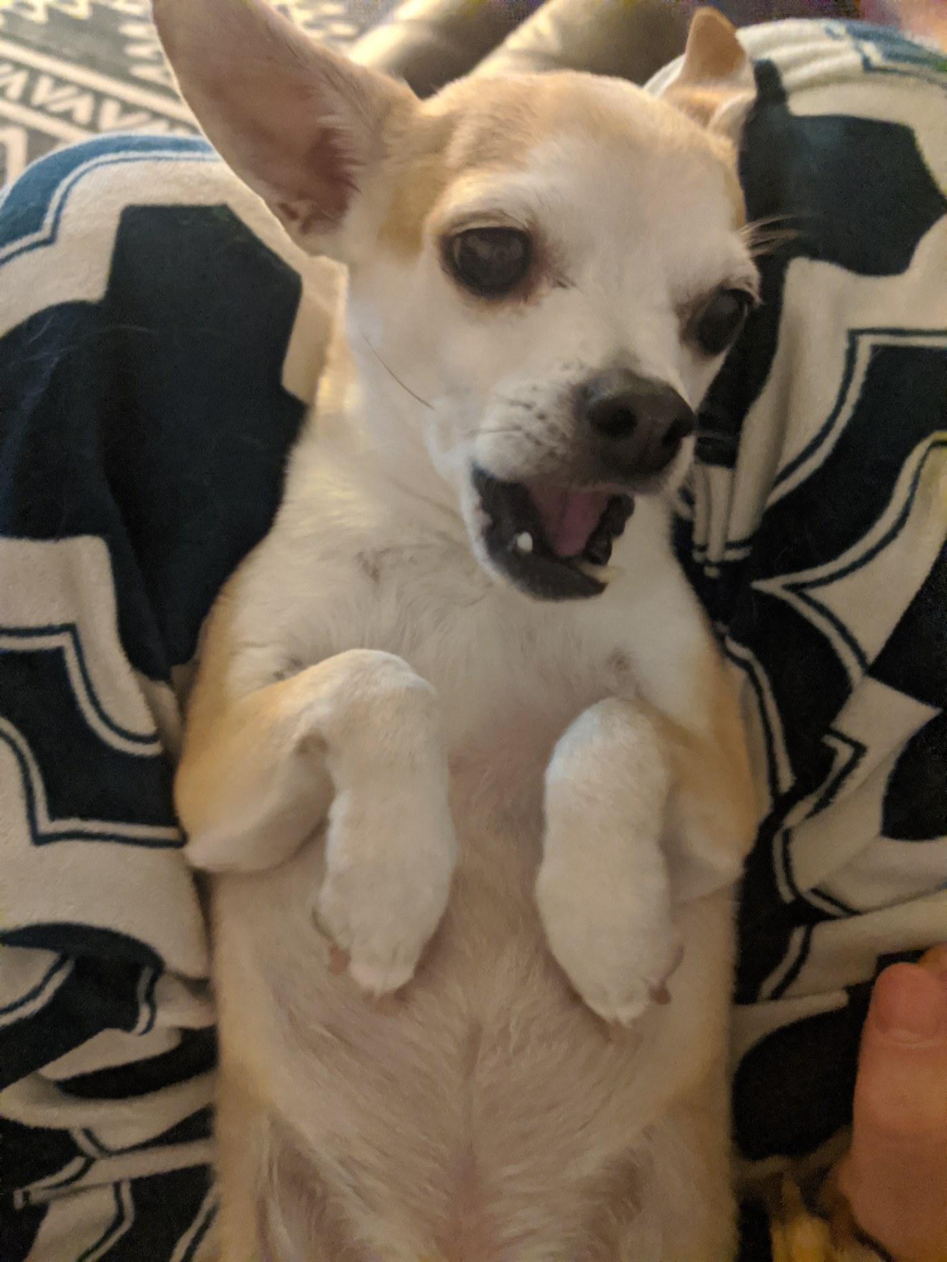 very ferocious doggo | Scrolller