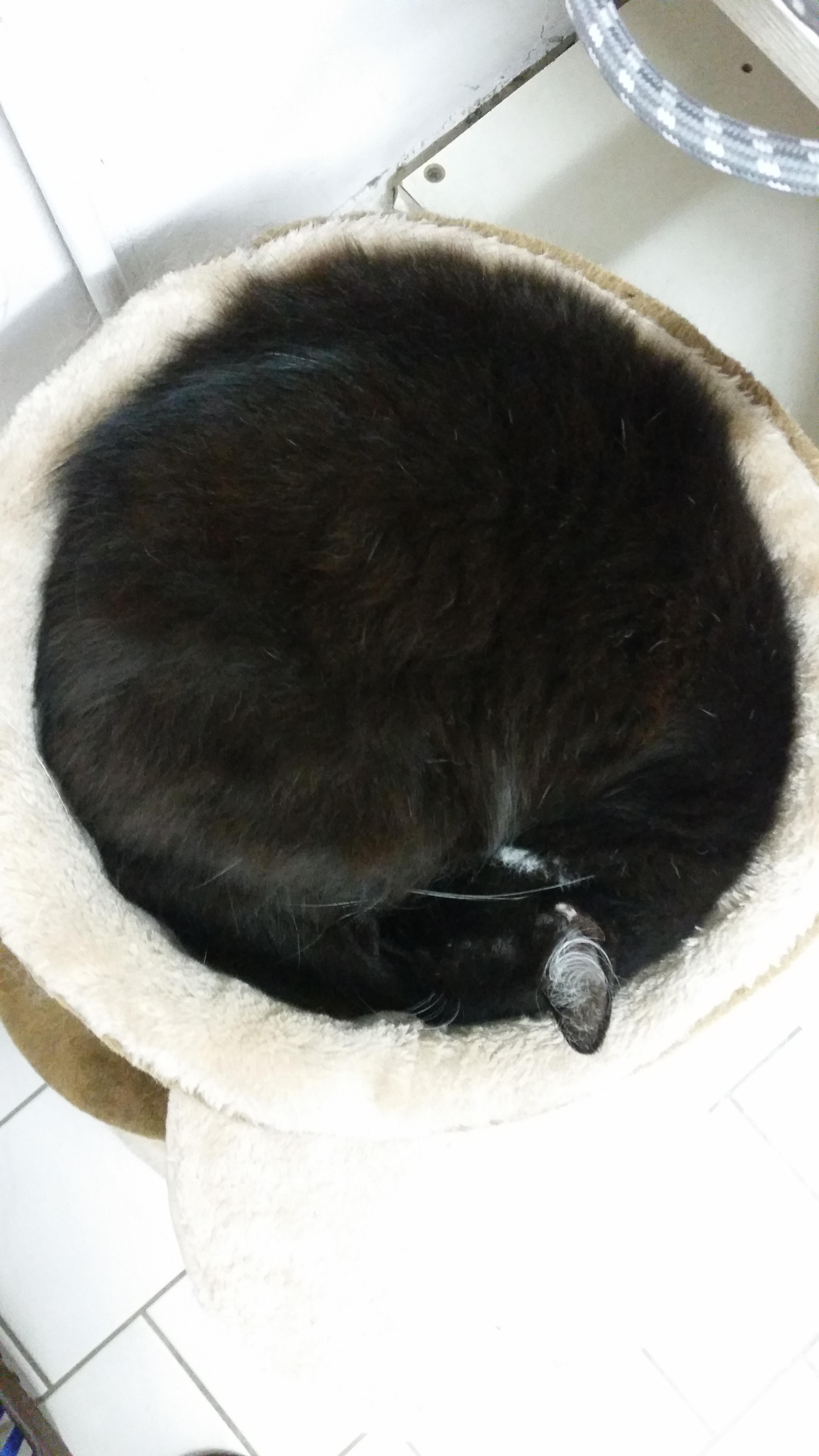Very Soft Cat Circle | Scrolller