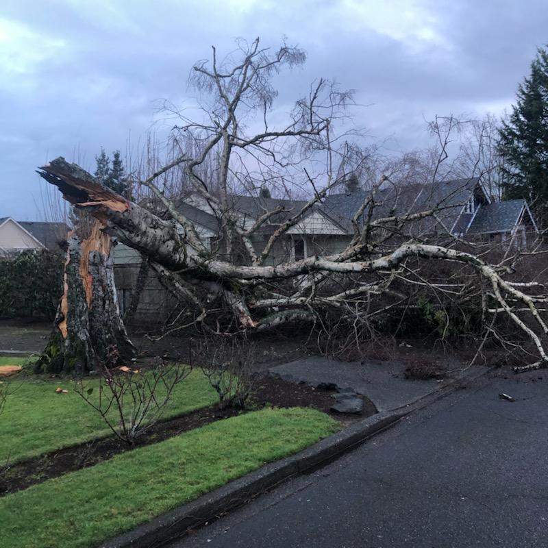 Victim of rot and wind | Scrolller