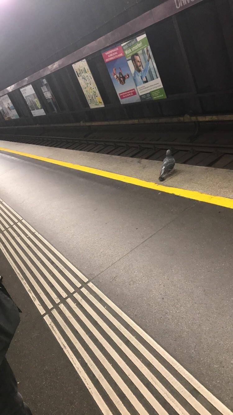 Viennese commuter | Scrolller