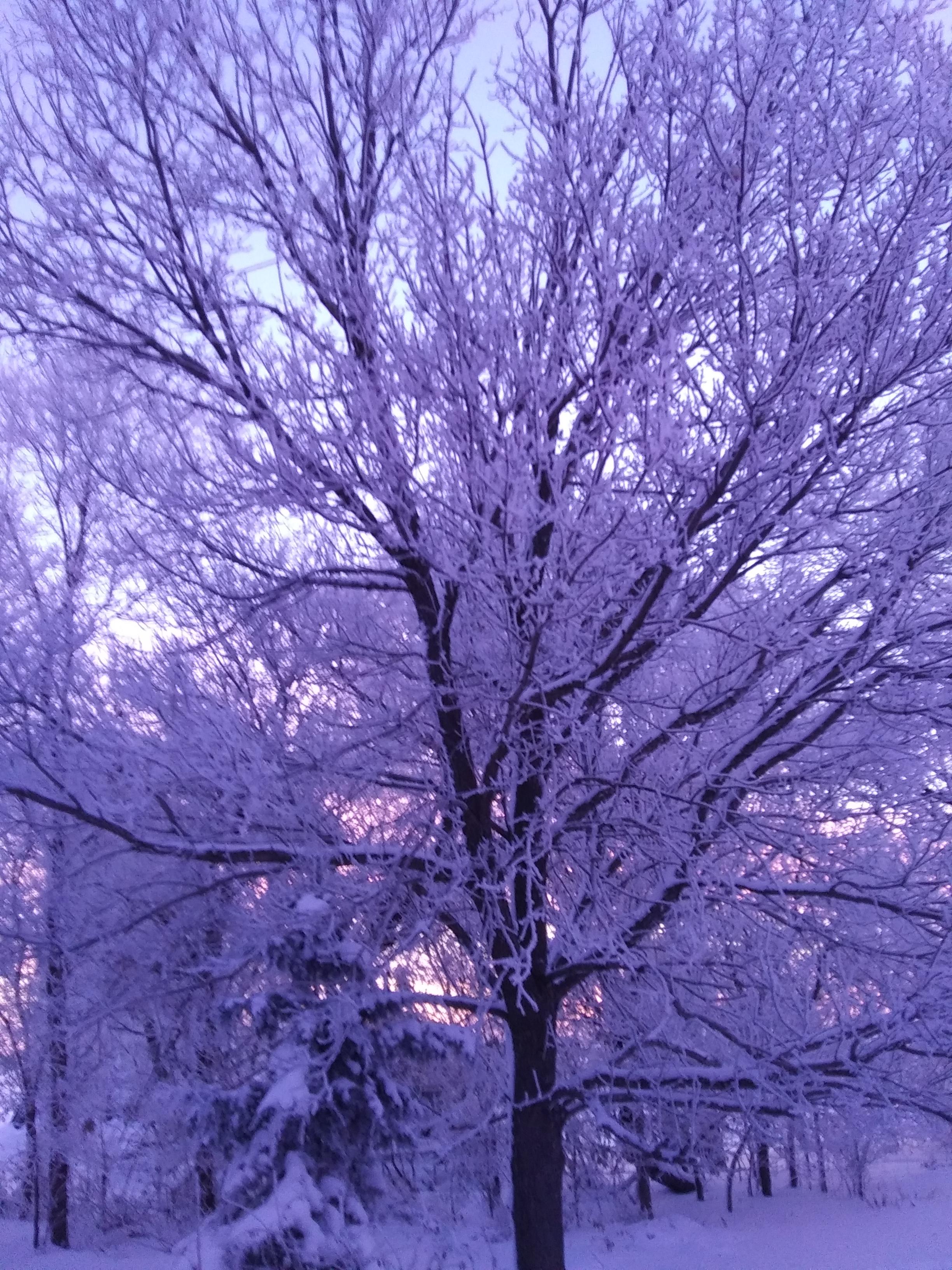 View from back step on way in from morning chores | Scrolller