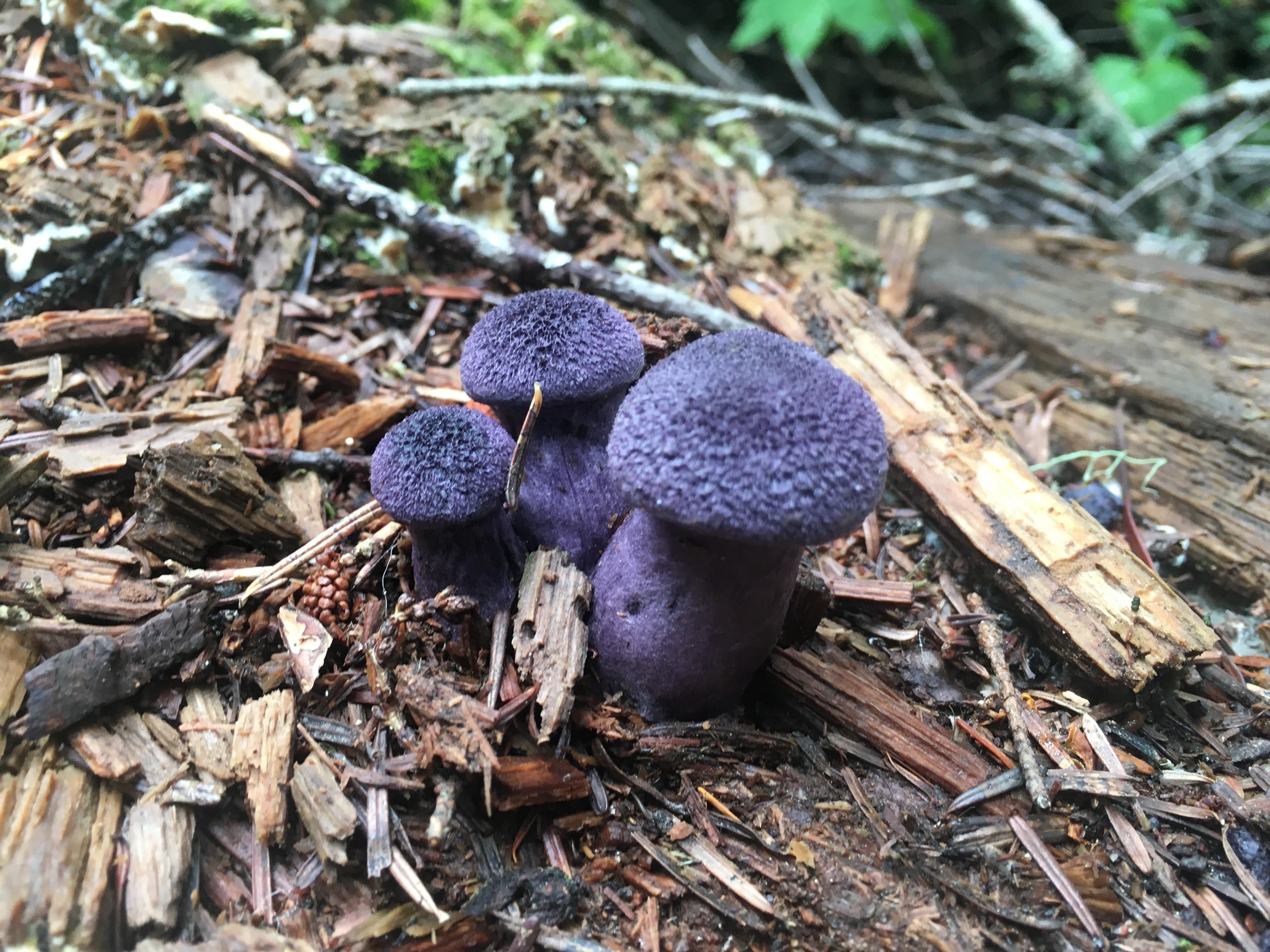 Violet Webcap mushrooms found in North Bend, WA (Cortinarius violaceus) [OC] | Scrolller